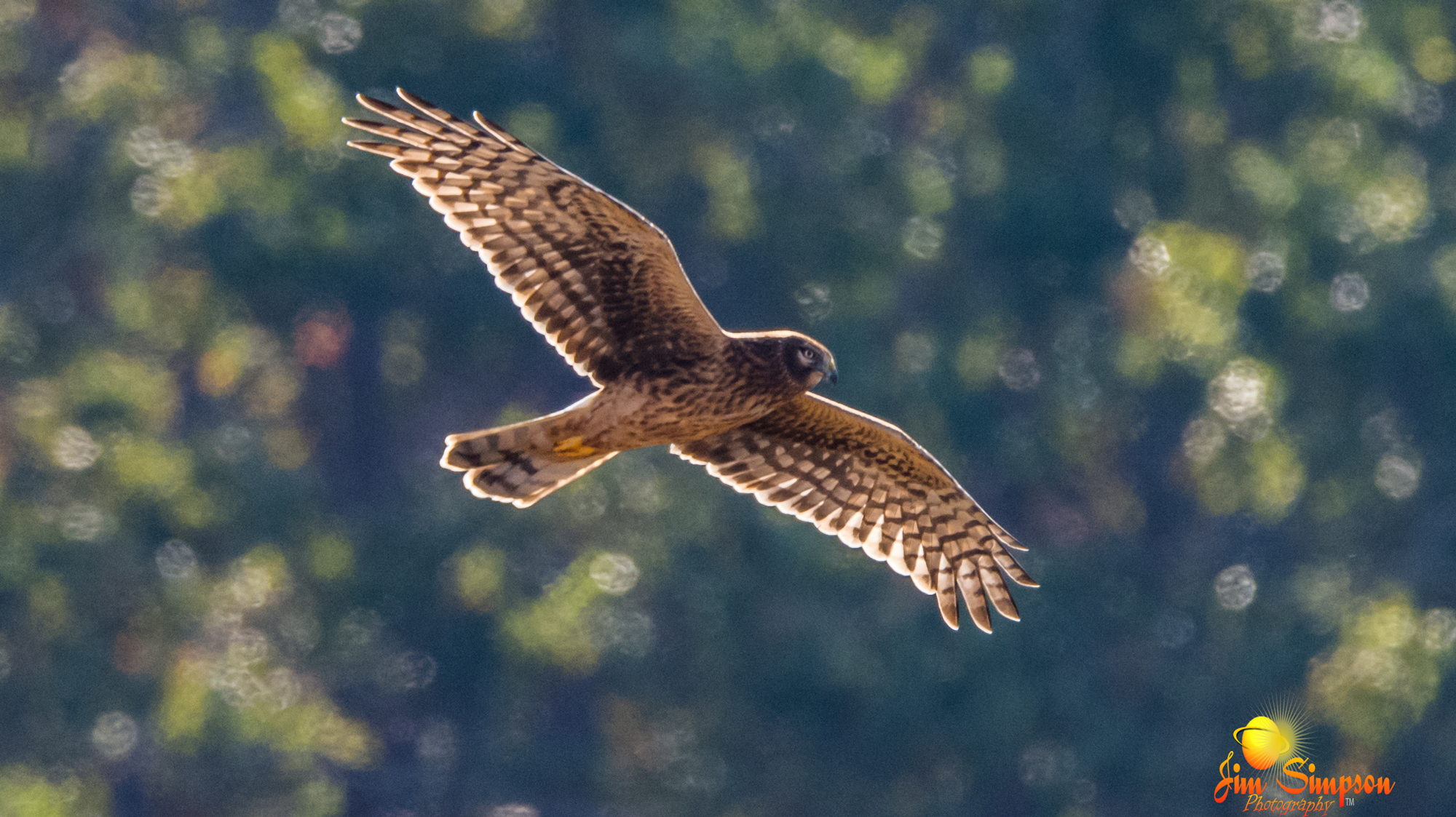 Northern Harrier | FWS.gov
