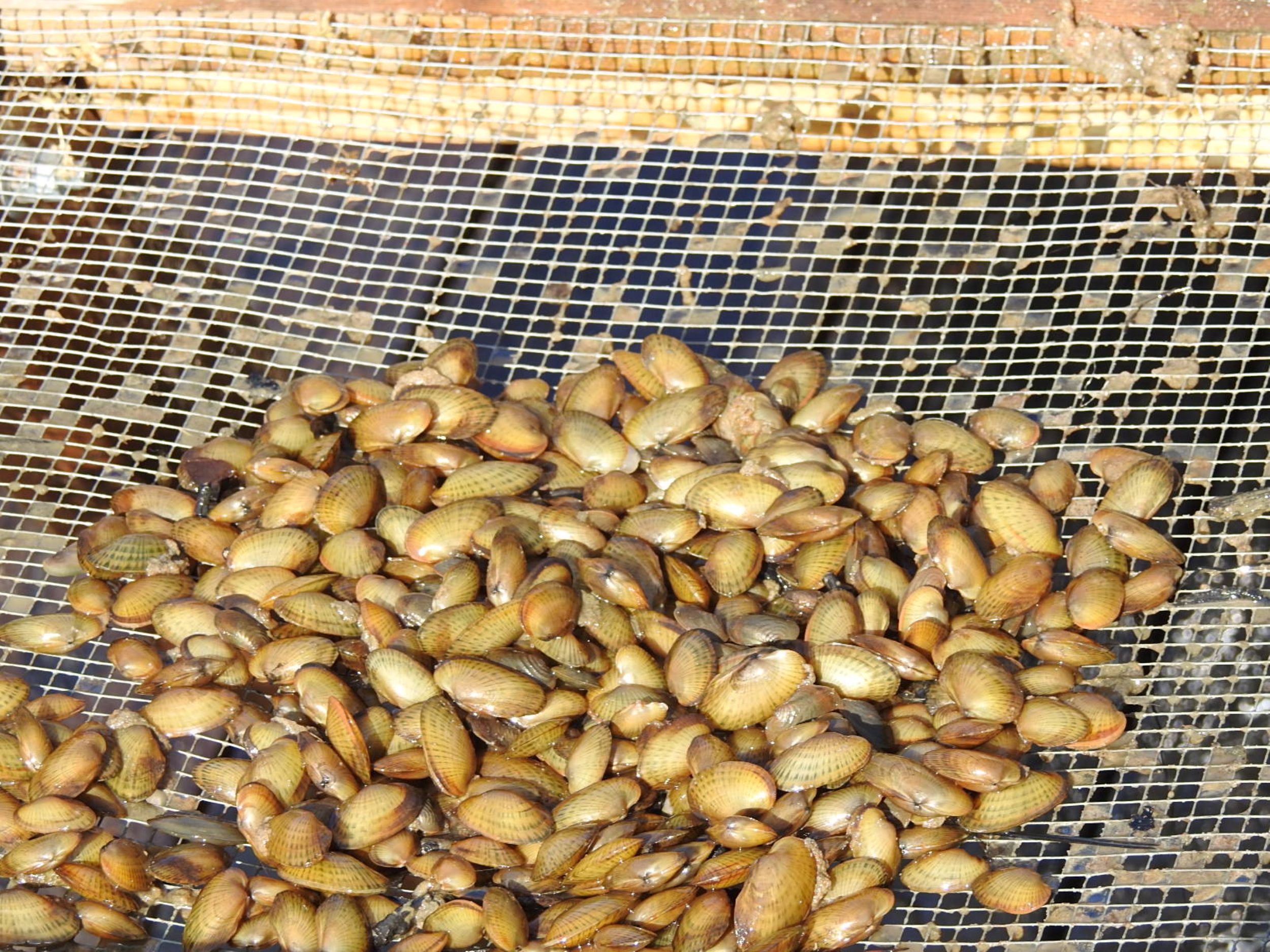 Juvenile speckled pocketbook mussels | FWS.gov