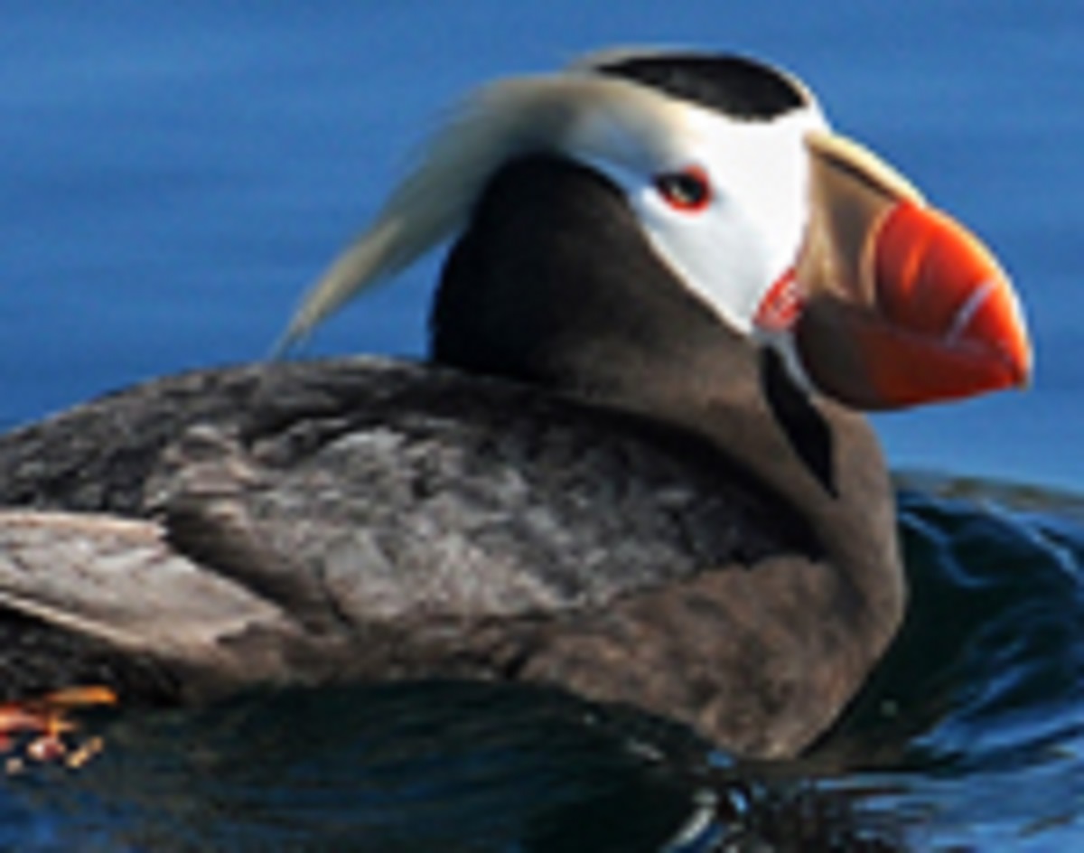 Tufted puffin close up | FWS.gov