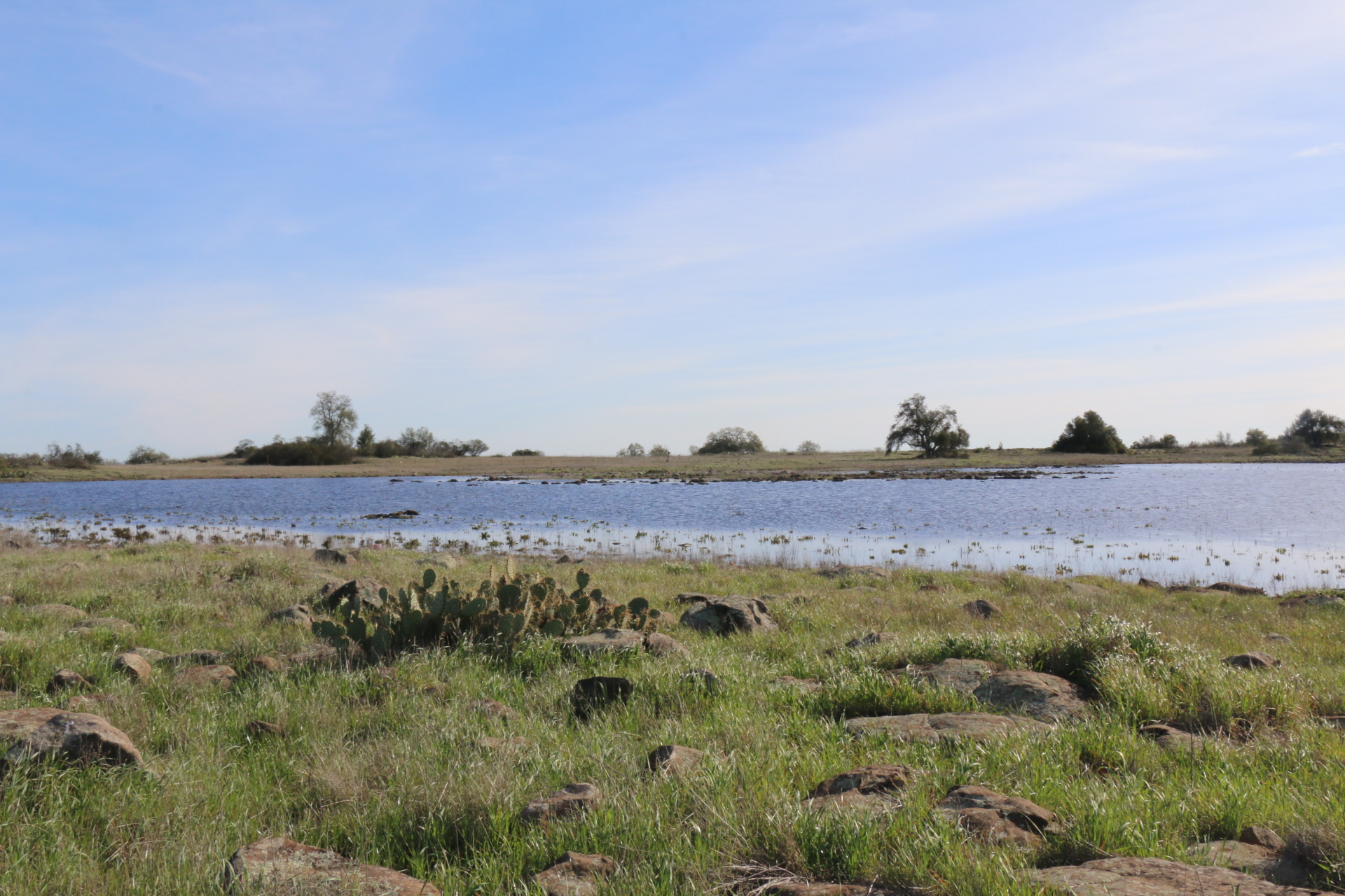 vernal pool in California | FWS.gov
