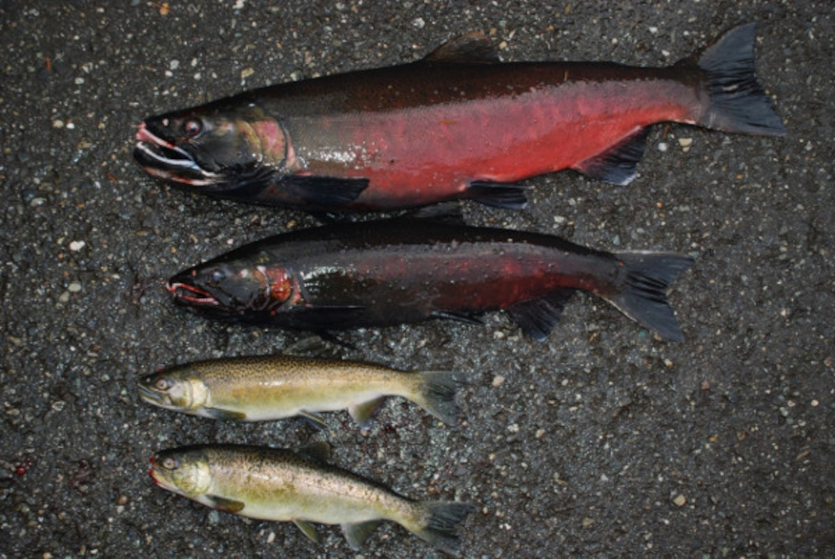 quilcene coho (2).jpg | FWS.gov