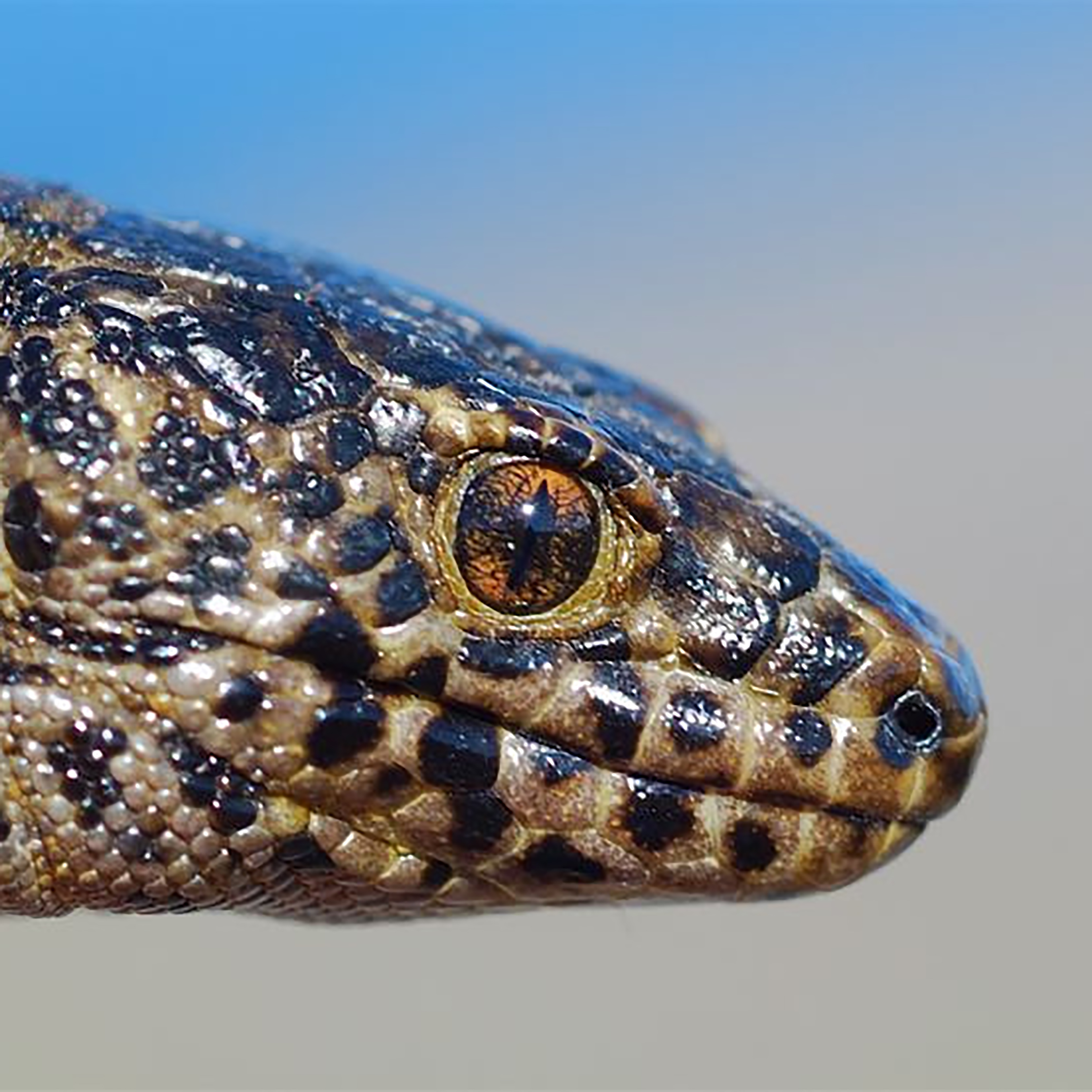 Island-night-lizard_U.S. Navy.jpg | FWS.gov