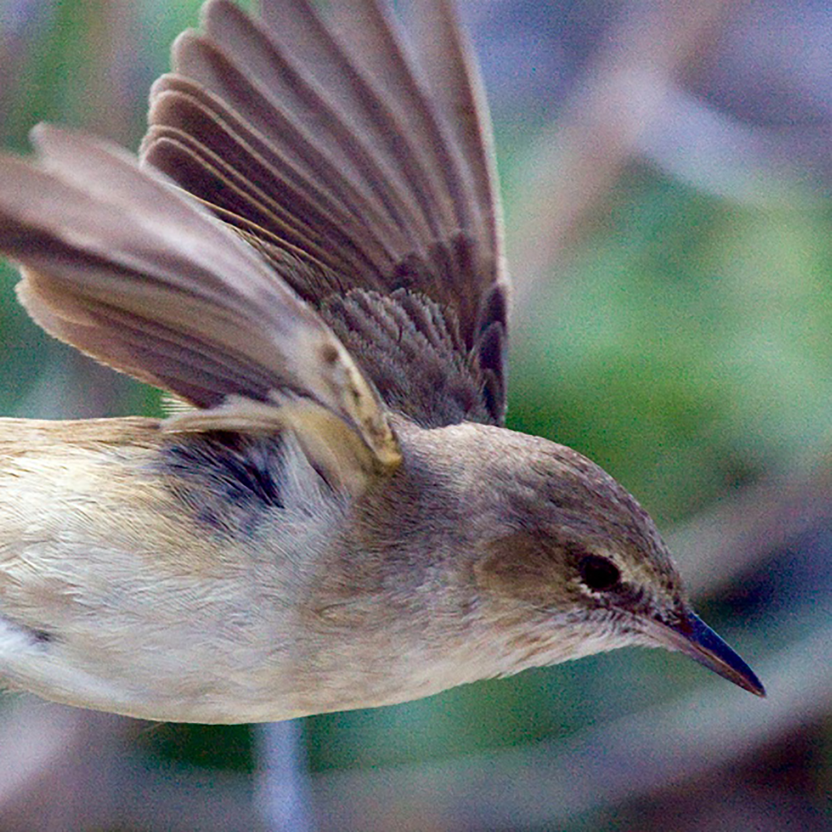 Nihoa Millerbird 01 - Robby Kohley (USFWS)-2.jpg | FWS.gov