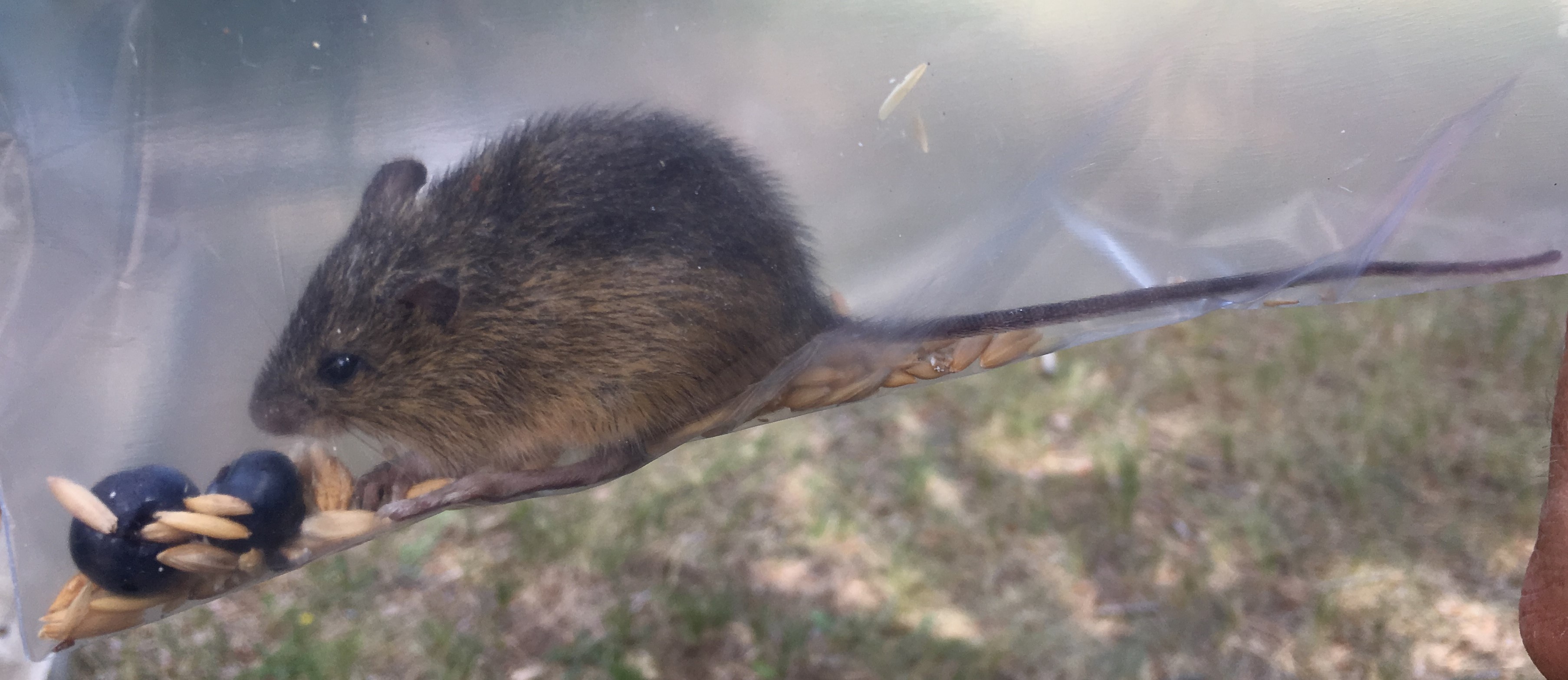 Preble's meadow jumping mouse | FWS.gov