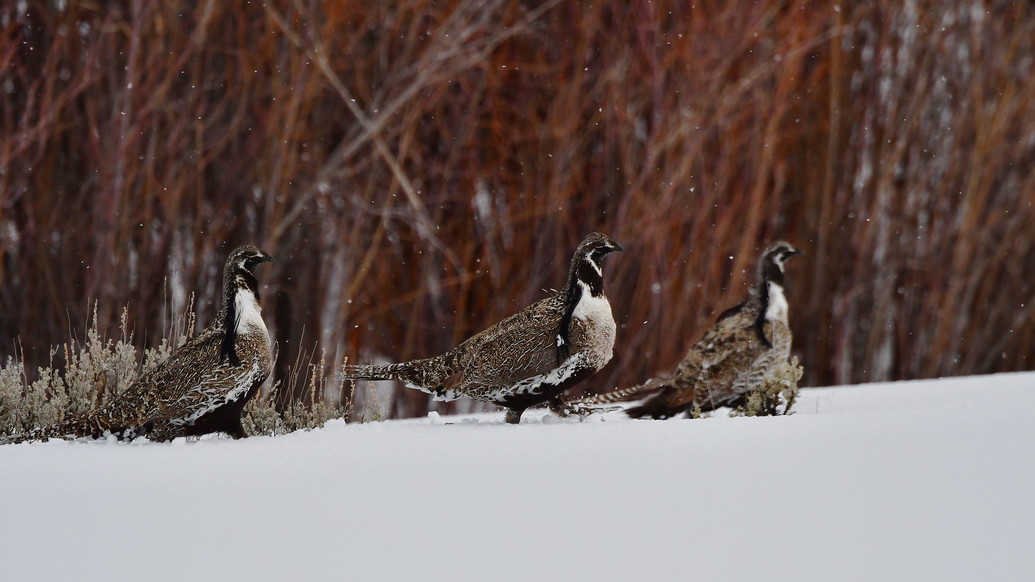 Gunnison Sage-grouse | FWS.gov