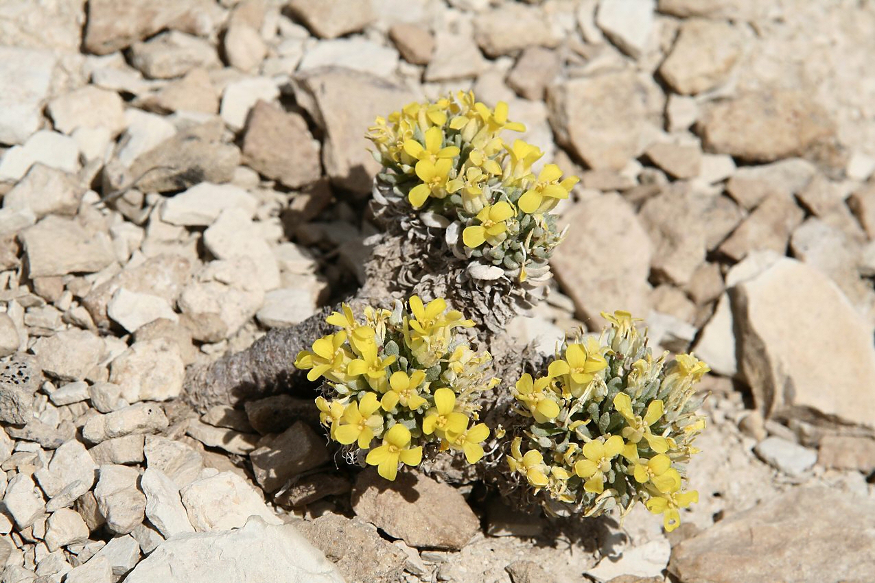Dudley Bluffs Bladderpod | FWS.gov
