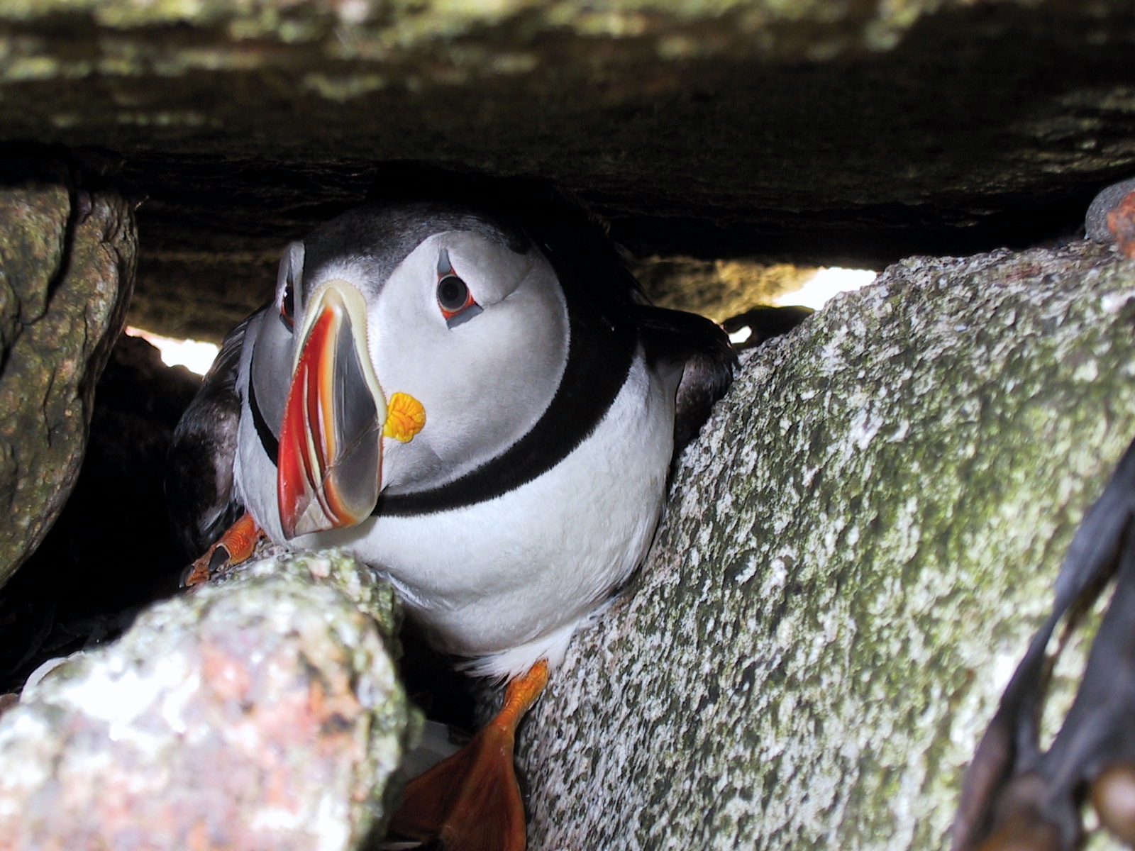 Atlantic Puffin in burrow | FWS.gov