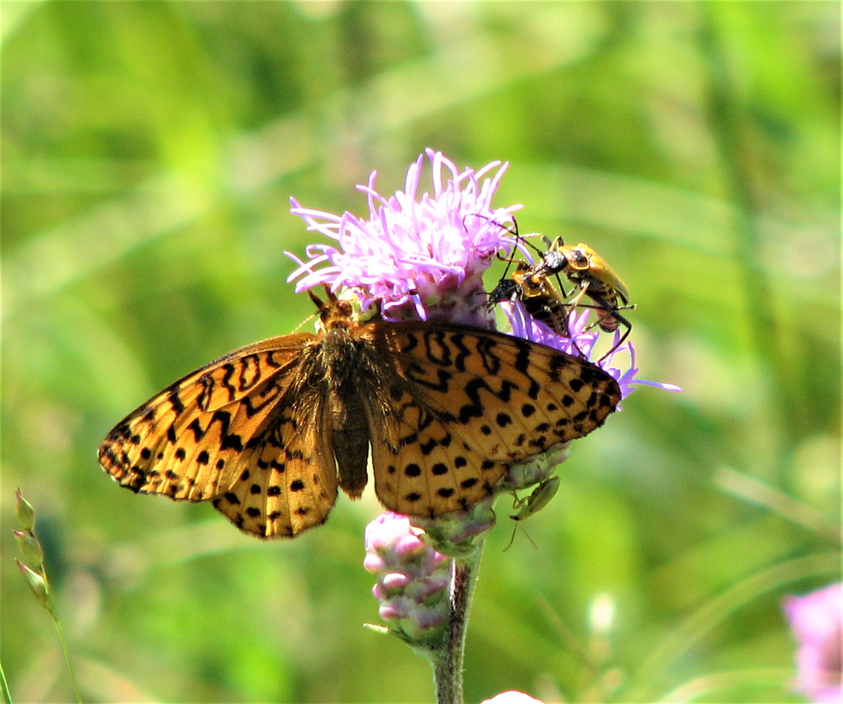Fritillary Butterfly and Goldenrod Soldier Beetle at the Madison ...