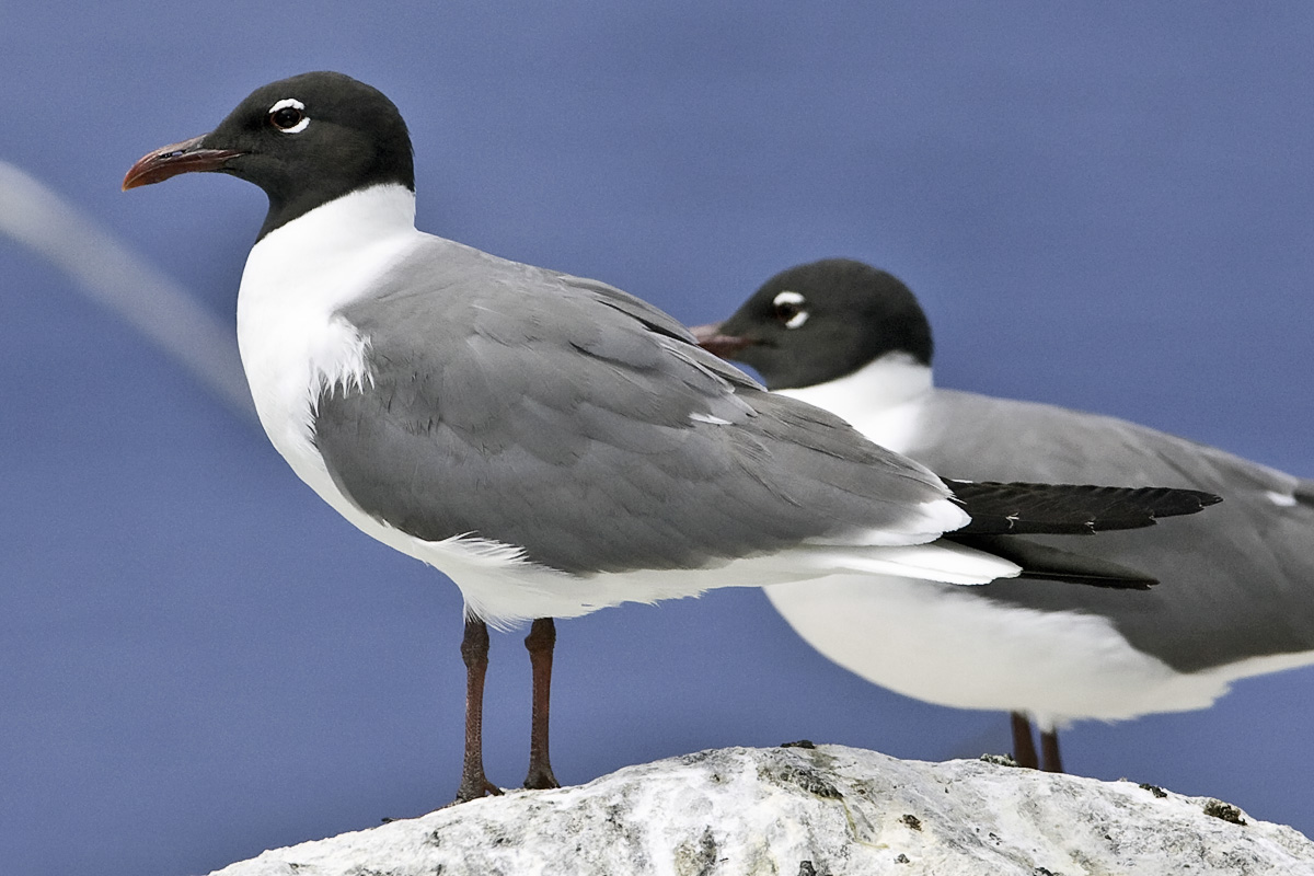 Laughing Gulls | FWS.gov