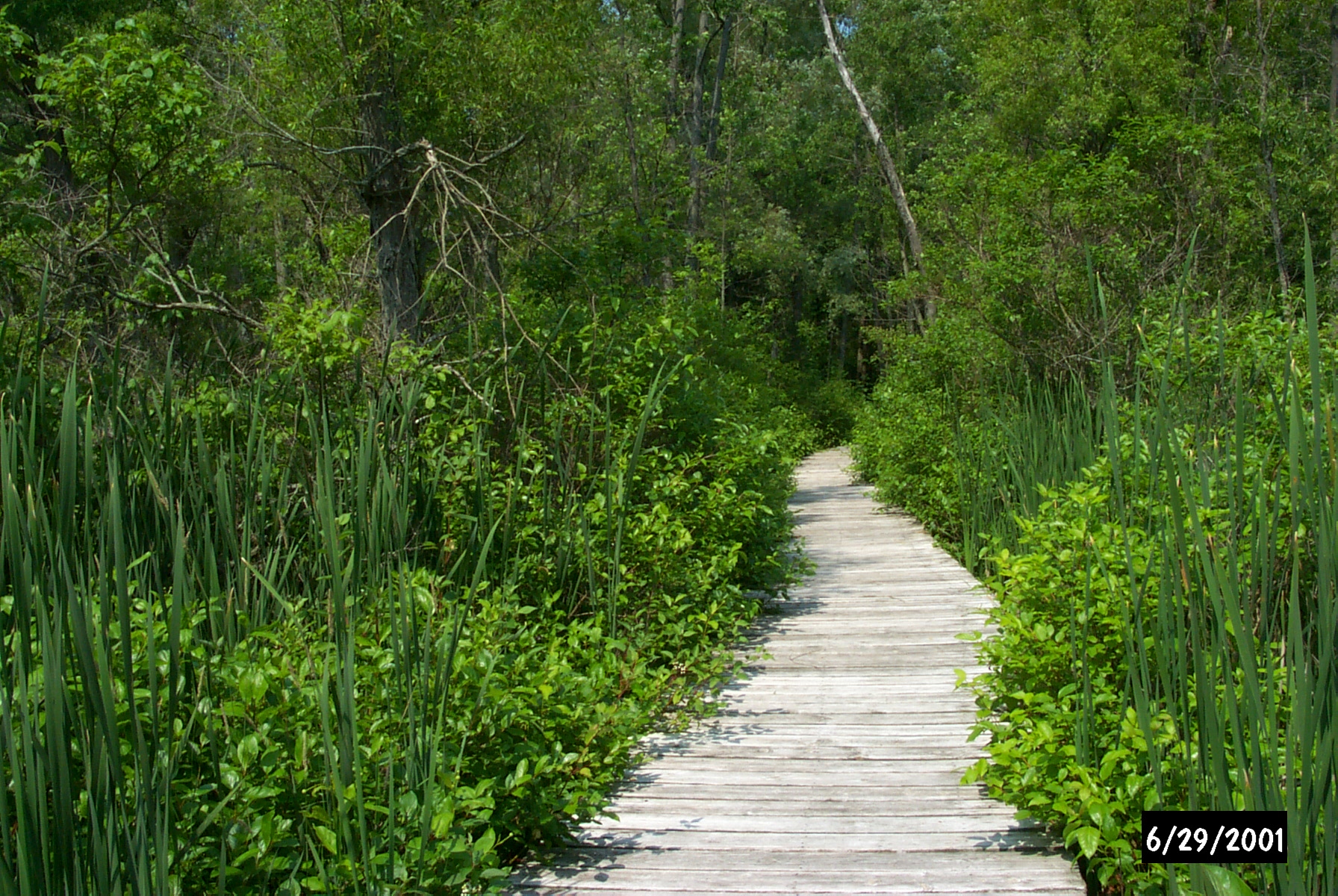 Boardwalk path at Iroquois Refuge | FWS.gov