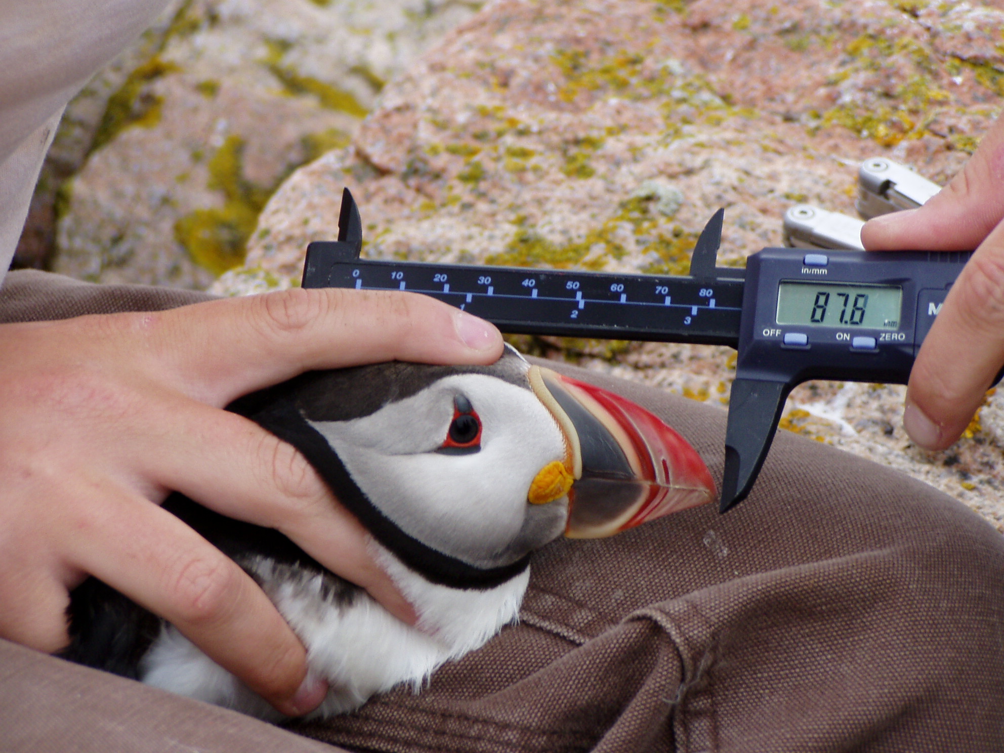 Atlantic Puffin, head-bill measurement | FWS.gov