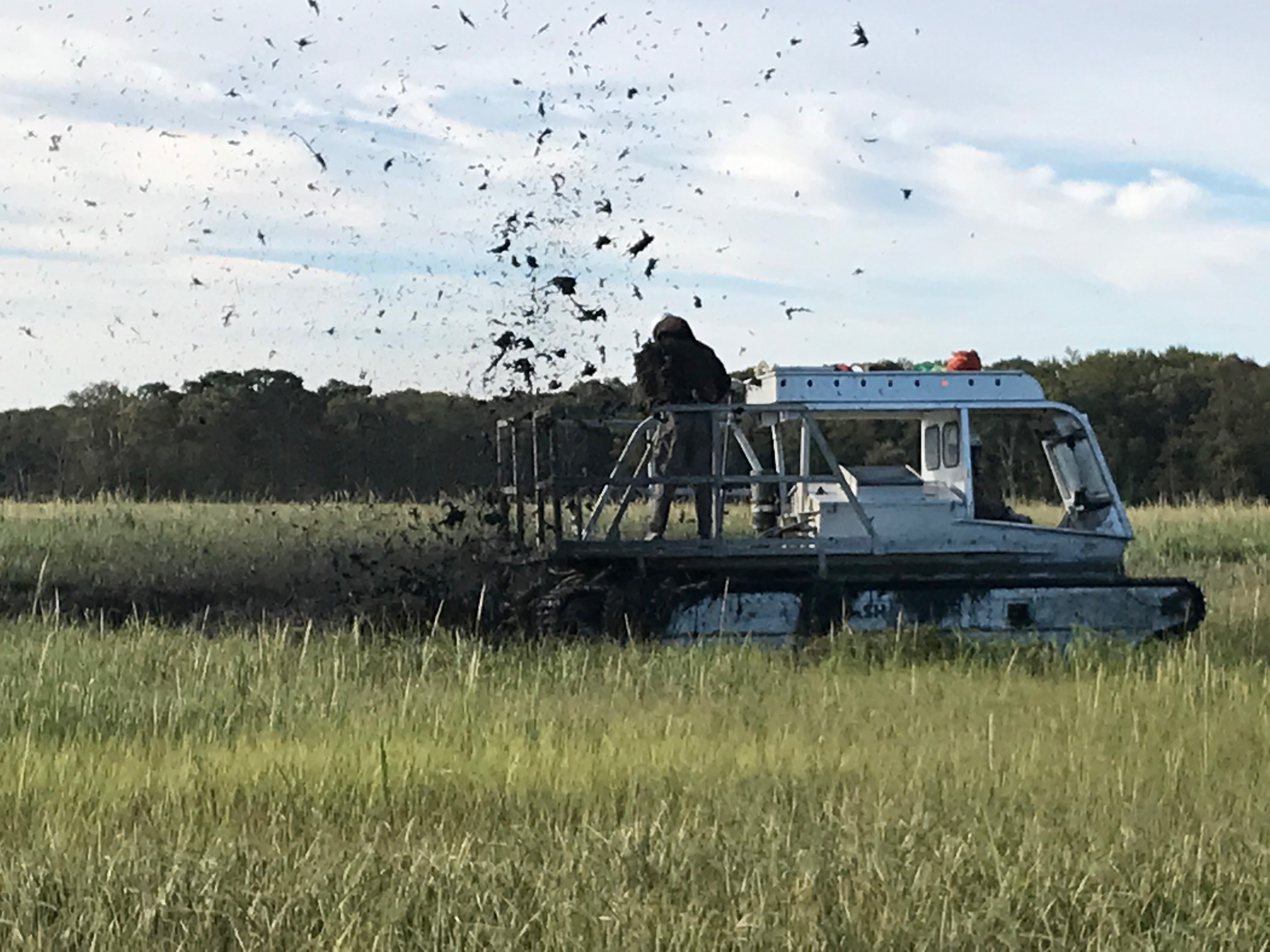 Digging a runnel Cape May National Wildlife Refuge | FWS.gov
