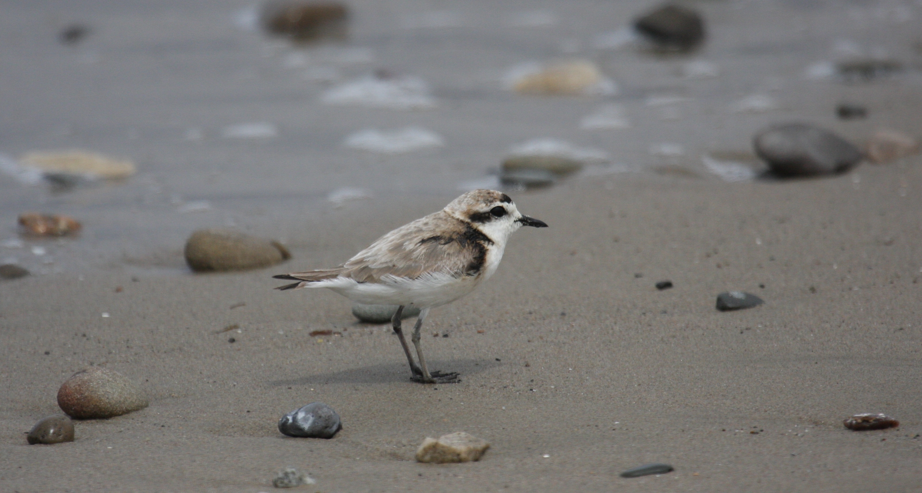 Oiled western snowy plover | FWS.gov