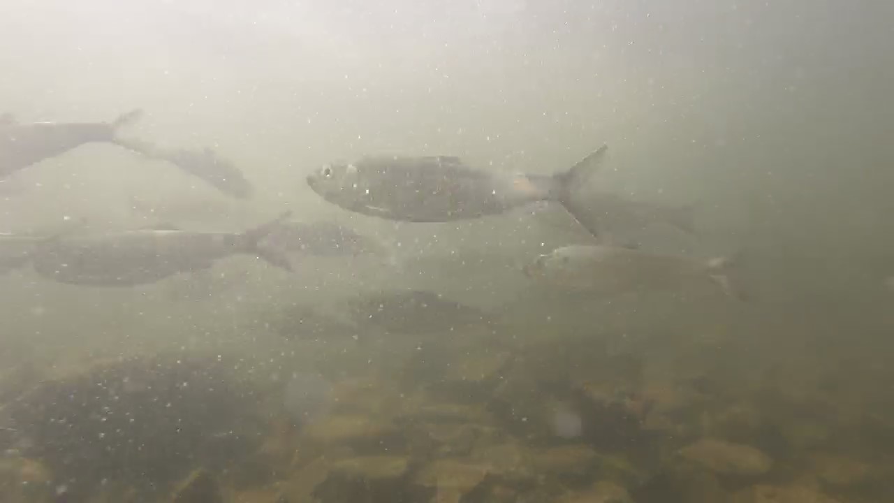 River Herring | FWS.gov