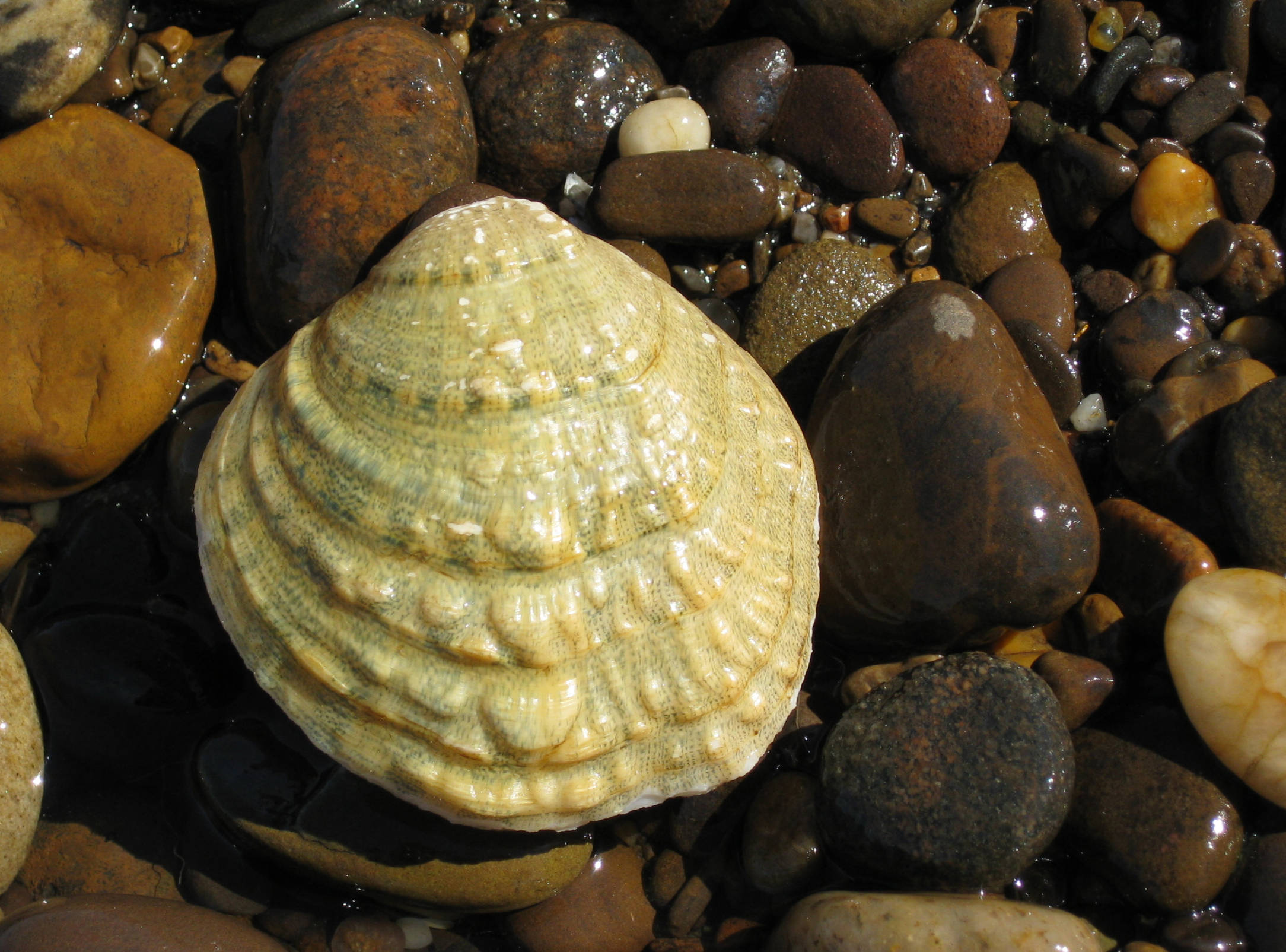 Fanshell mussel | FWS.gov
