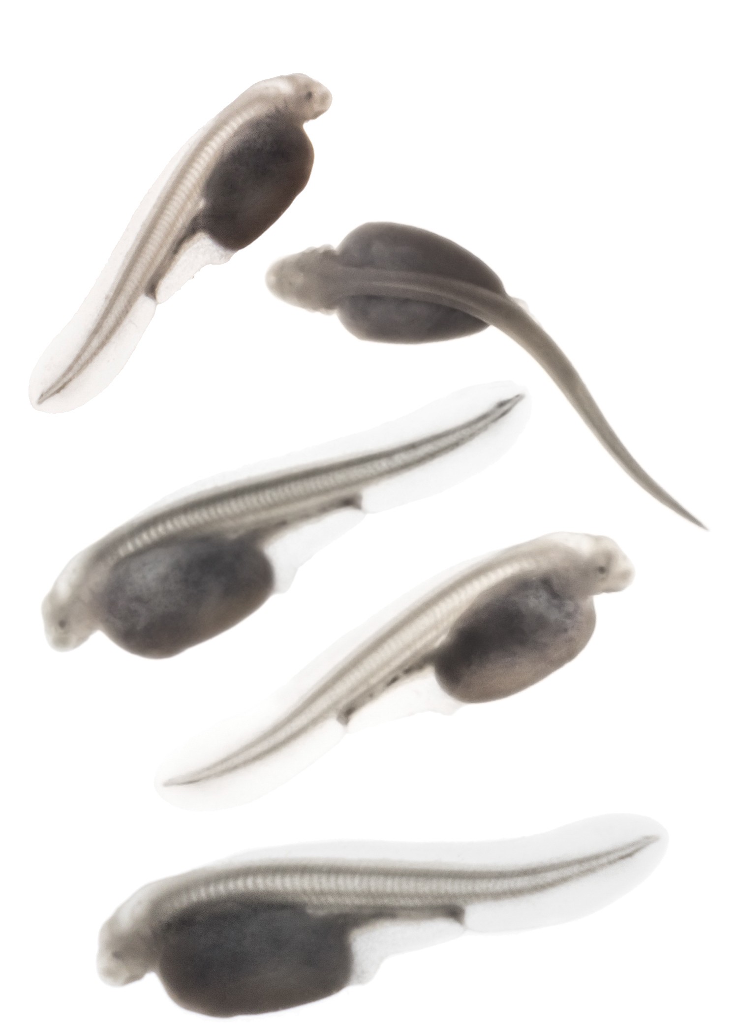 One-day-old post-hatch pallid sturgeon-.jpeg | FWS.gov