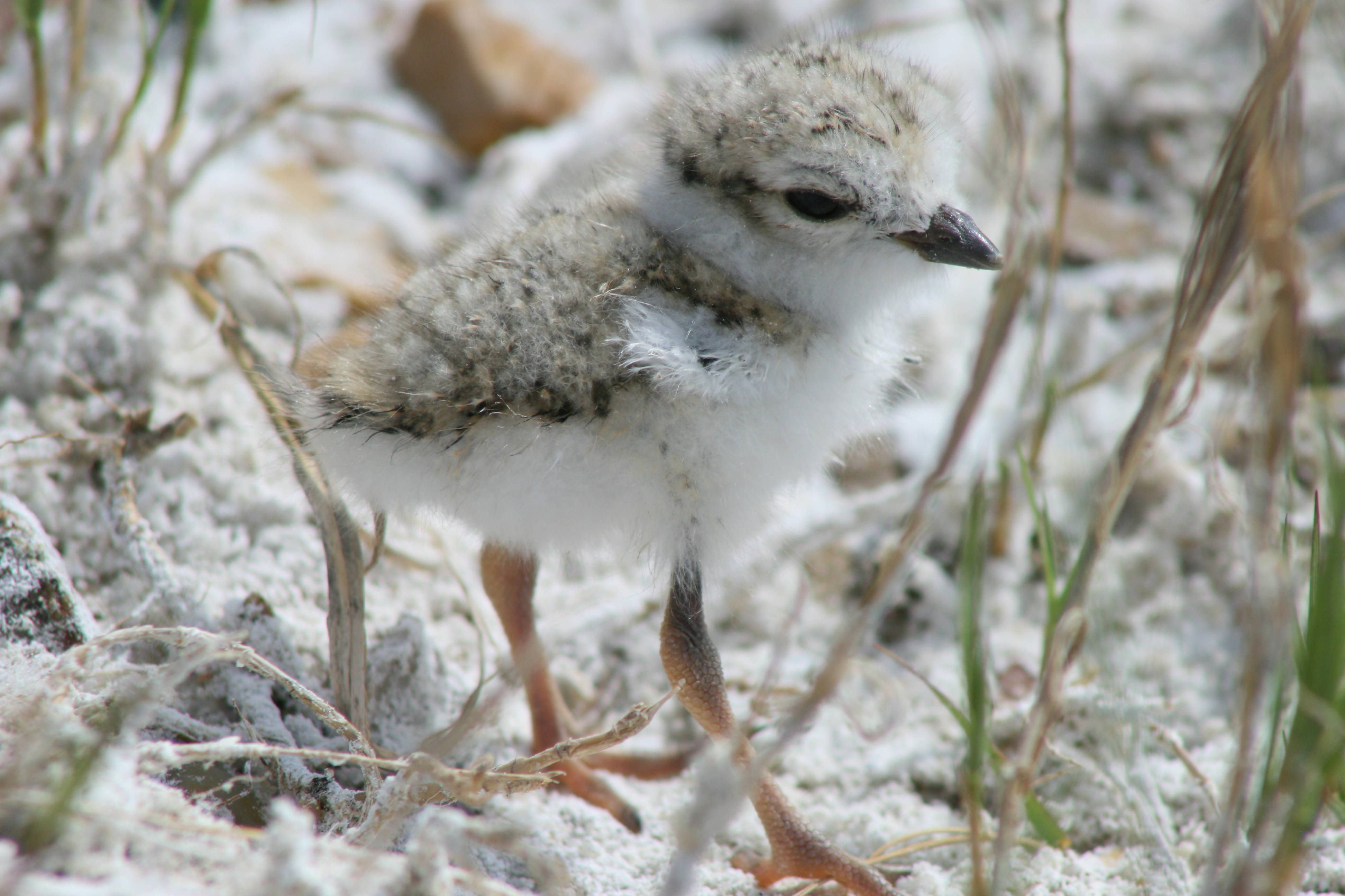 Piping plover chick | FWS.gov