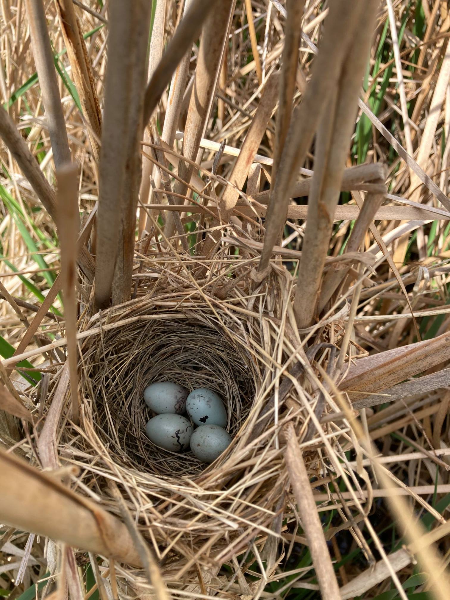 Red-winged Blackbird Nest.jpg | FWS.gov