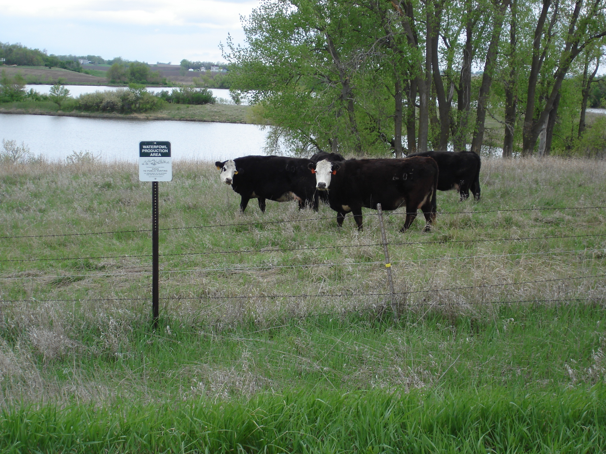 Cows Grazing Windom WMD | FWS.gov