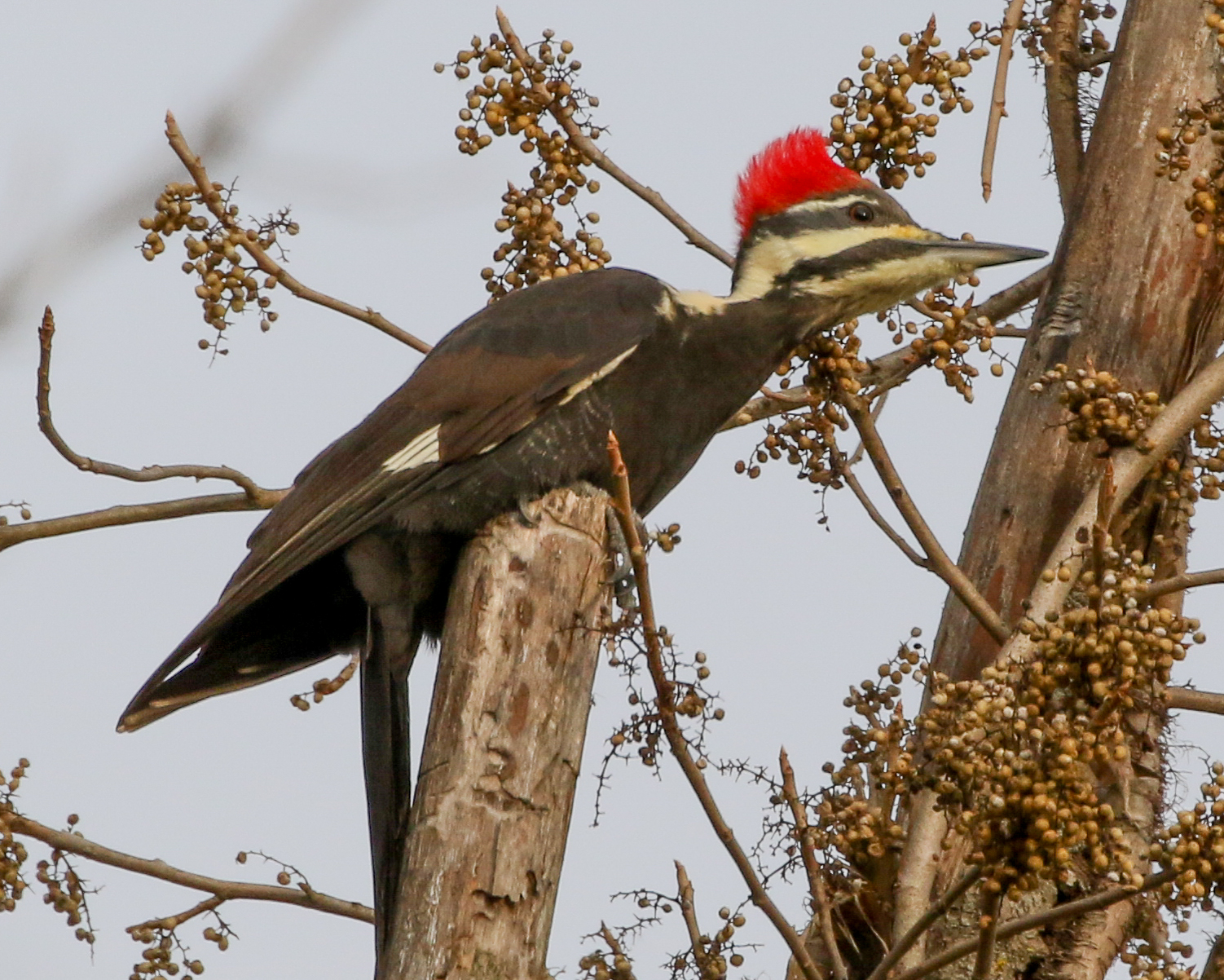 Pileated woodpecker in tree at Muscatatuck National wildlife Refuge ...