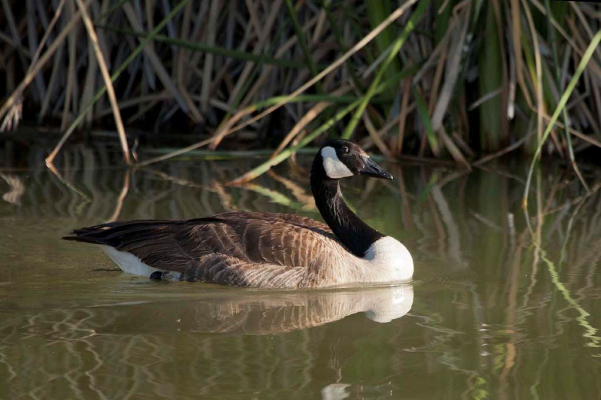 Canada Goose Pahranagat NWR | FWS.gov