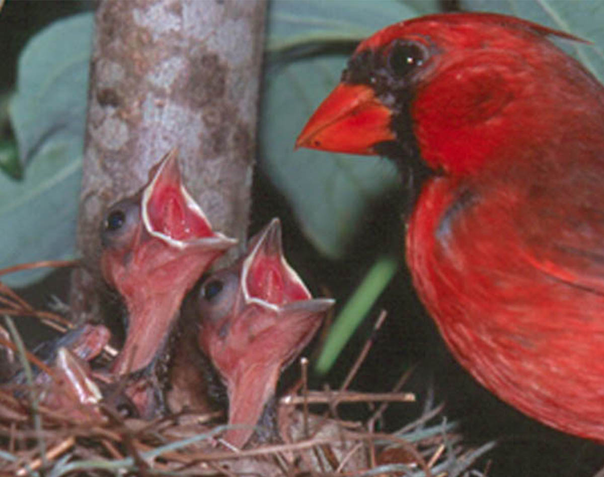 Cardinal-chicks.jpg | FWS.gov