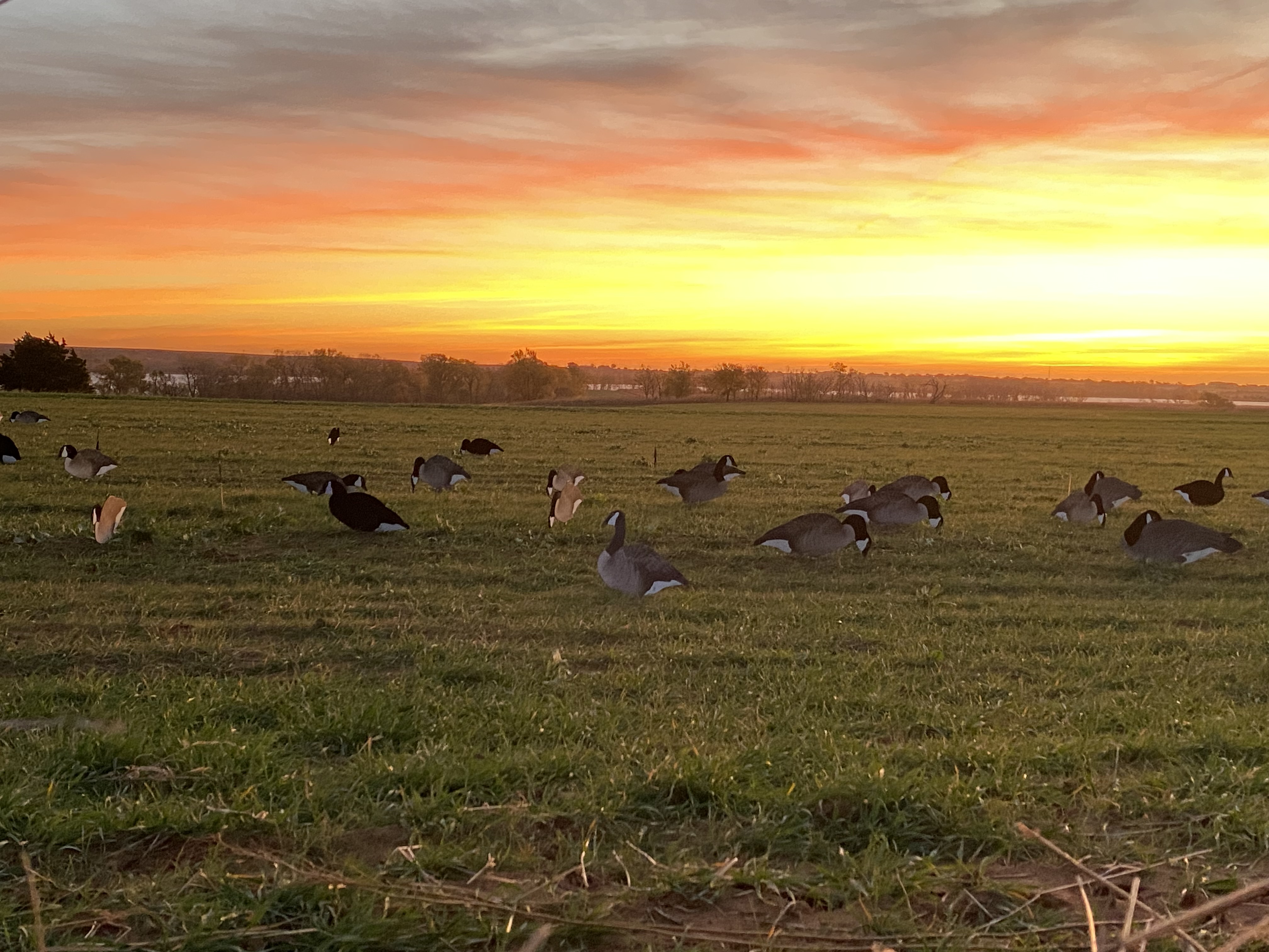 Decoys at Sunrise.jpg | FWS.gov