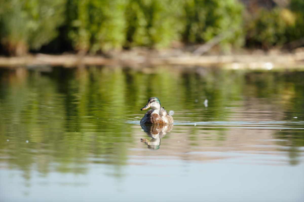 Duck on Lake Pahranagat NWR | FWS.gov