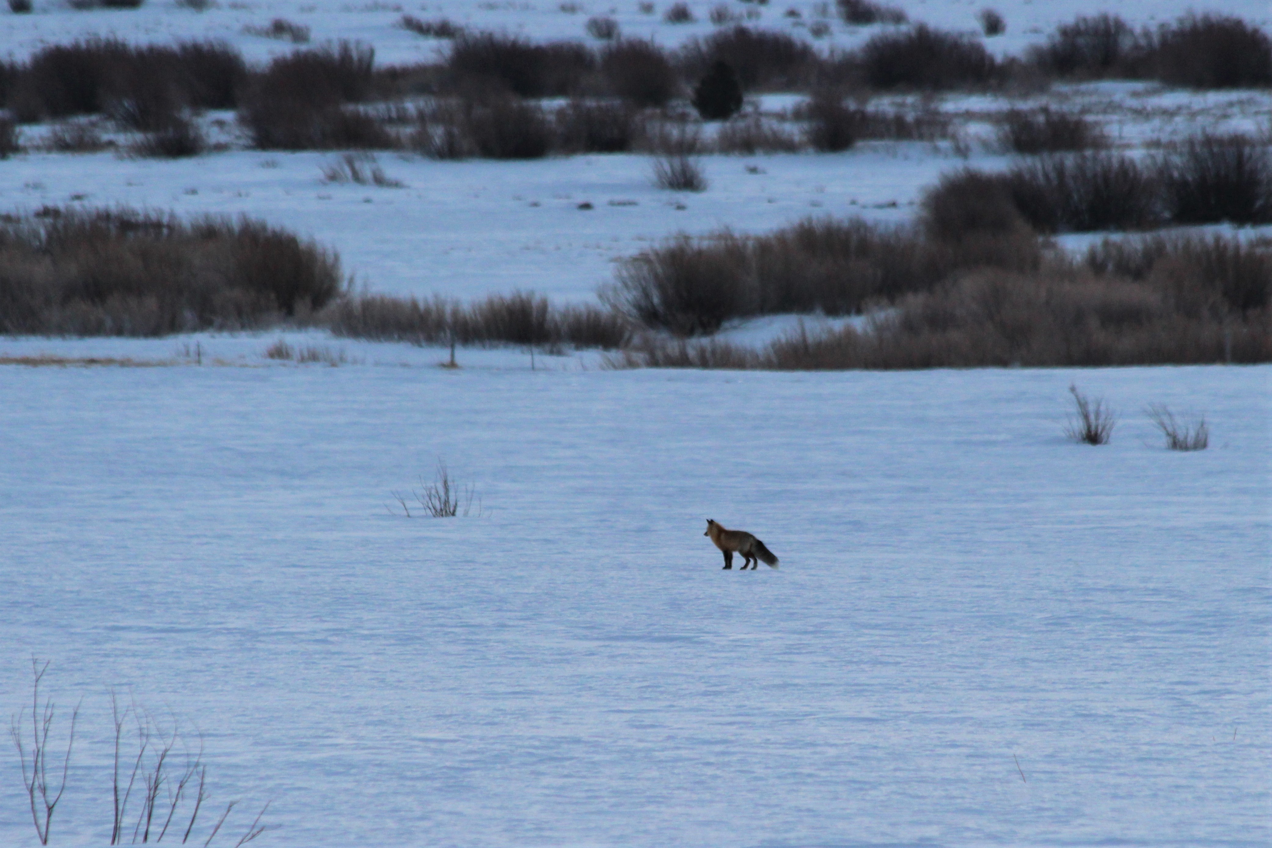 Far Away Fox | FWS.gov