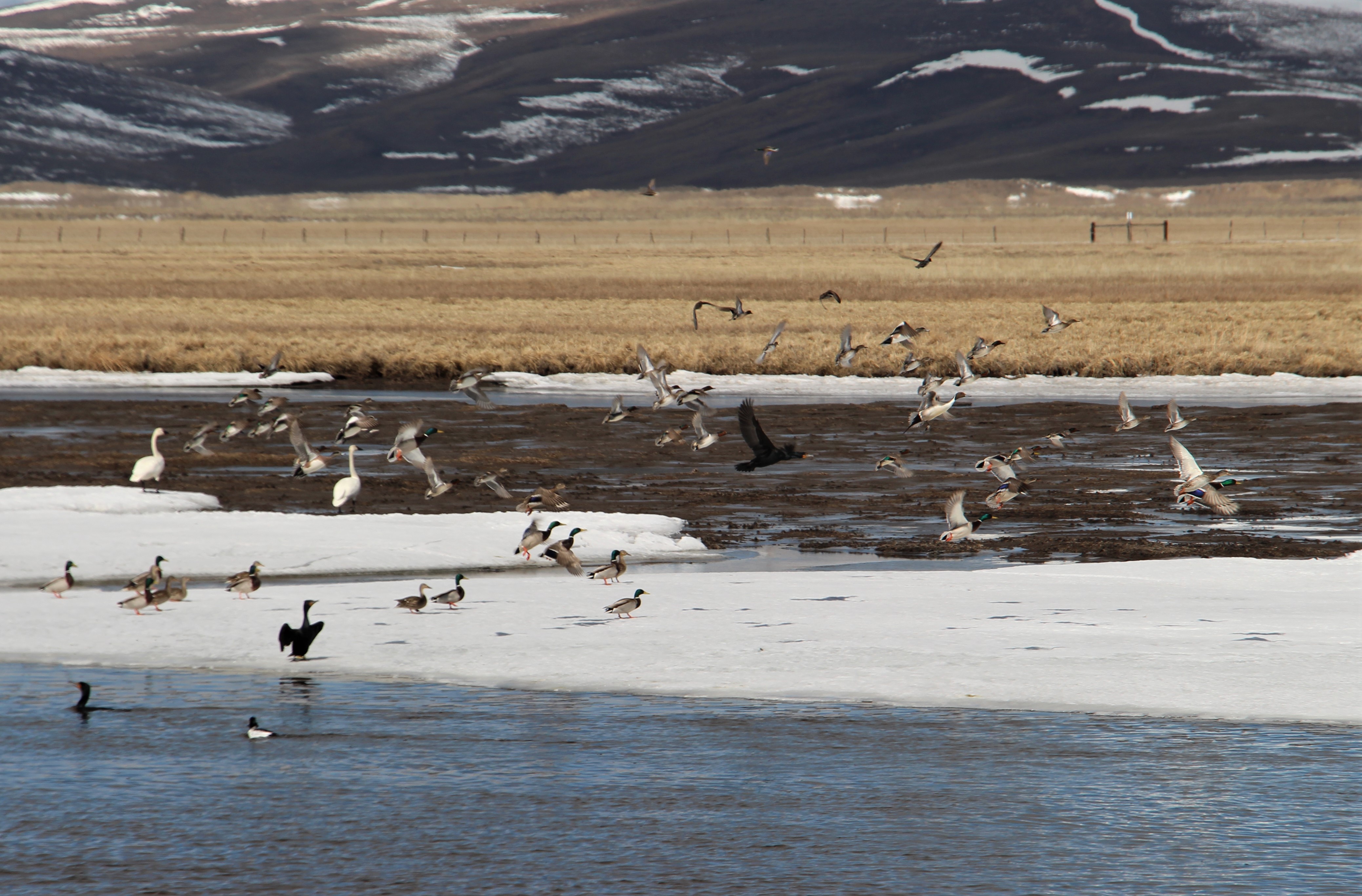 Icy March Waterfowl Flight | FWS.gov
