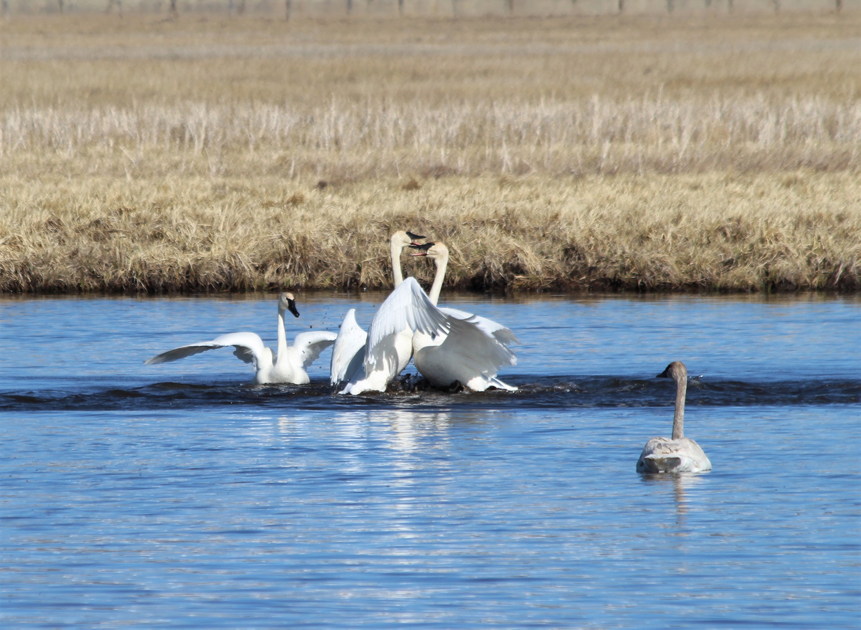 Squabbling Swans | FWS.gov