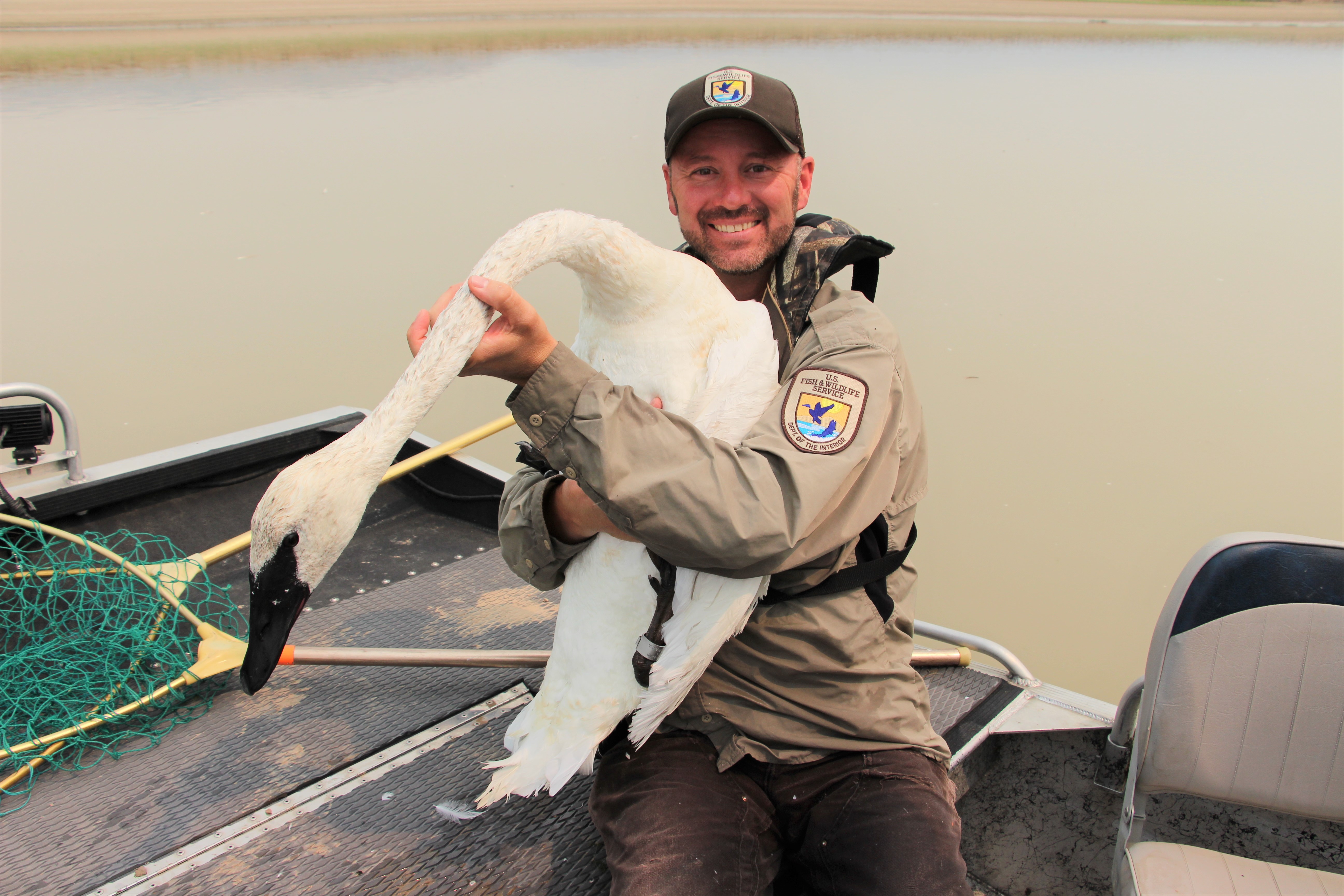 Trumpeter Swan Banding | FWS.gov