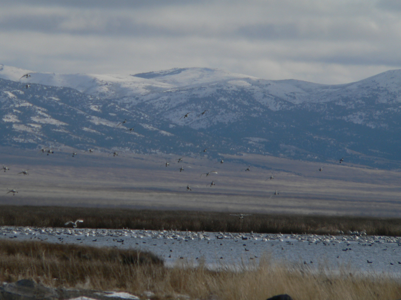 Ruby Lake Resting Swans | FWS.gov