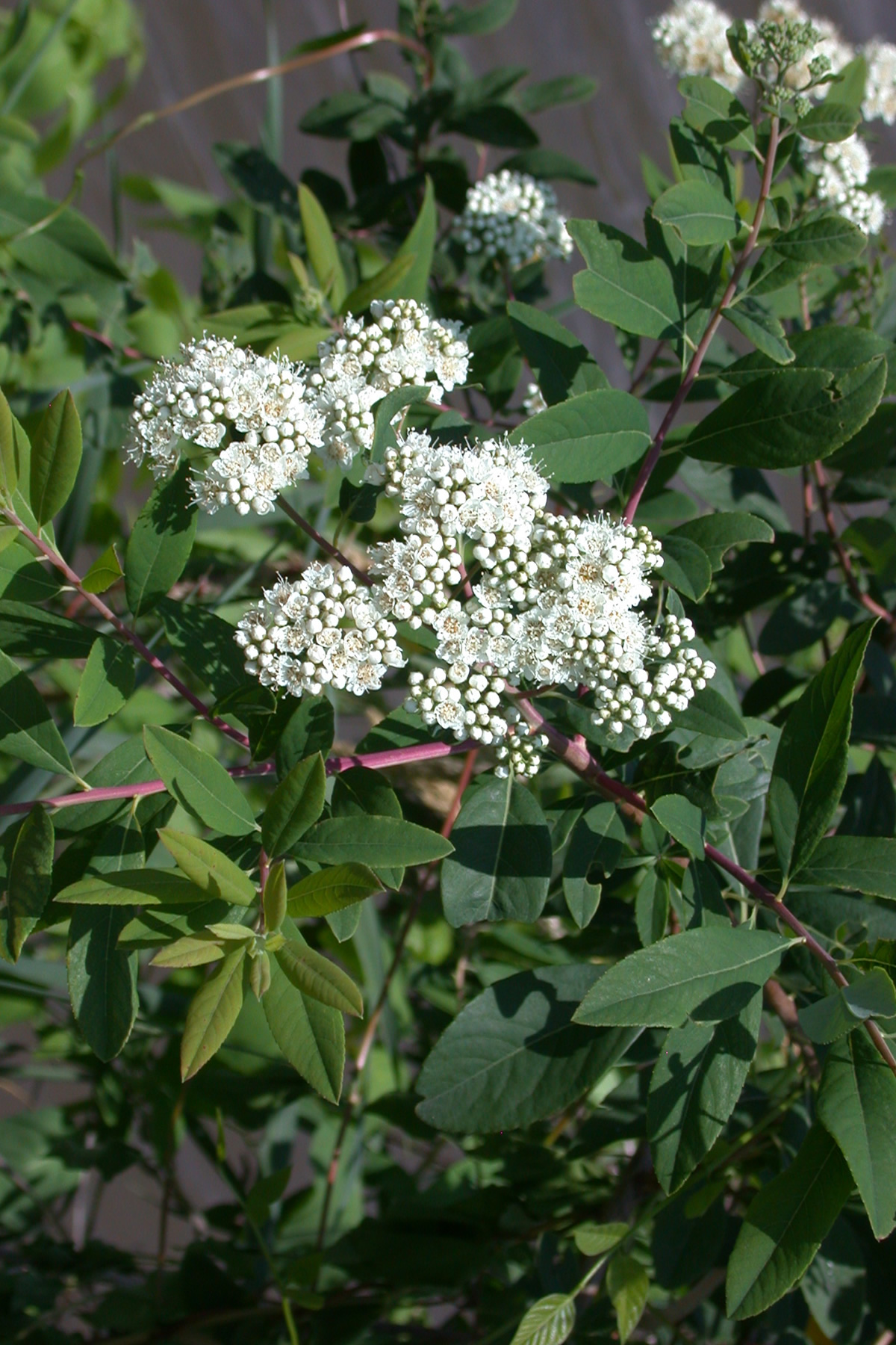 Virginia spiraea | FWS.gov