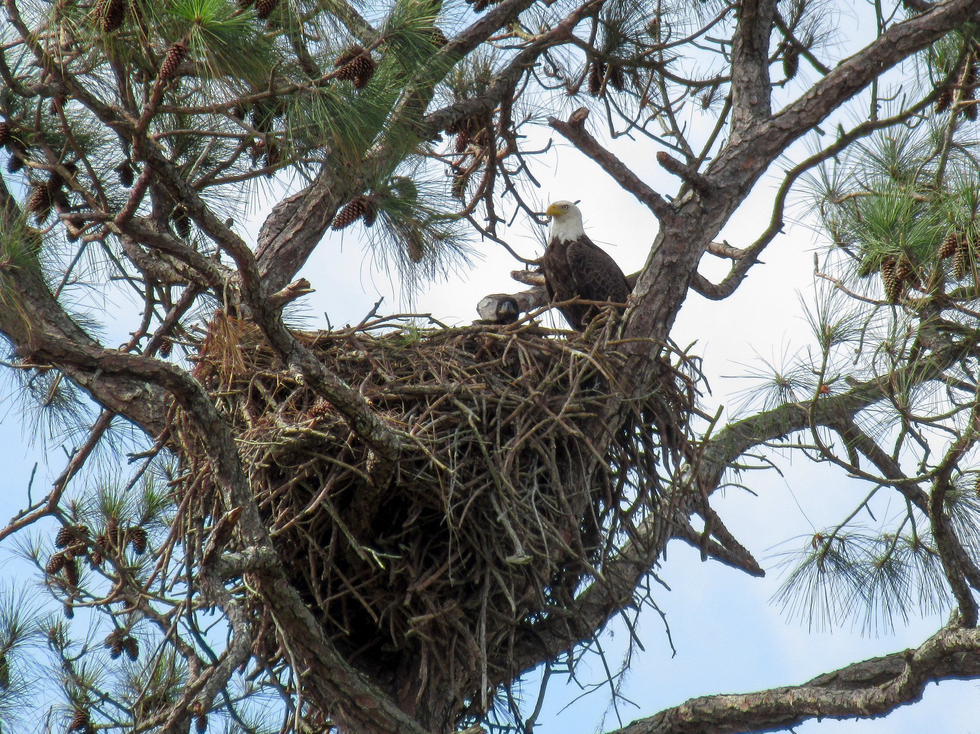 Active Bald Eagle Nest | FWS.gov
