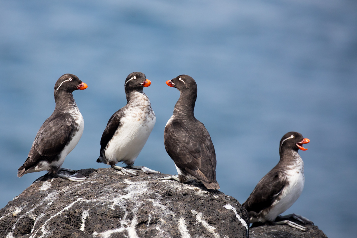 Parakeet auklets on St. Paul Island in the Pribilofs. | FWS.gov