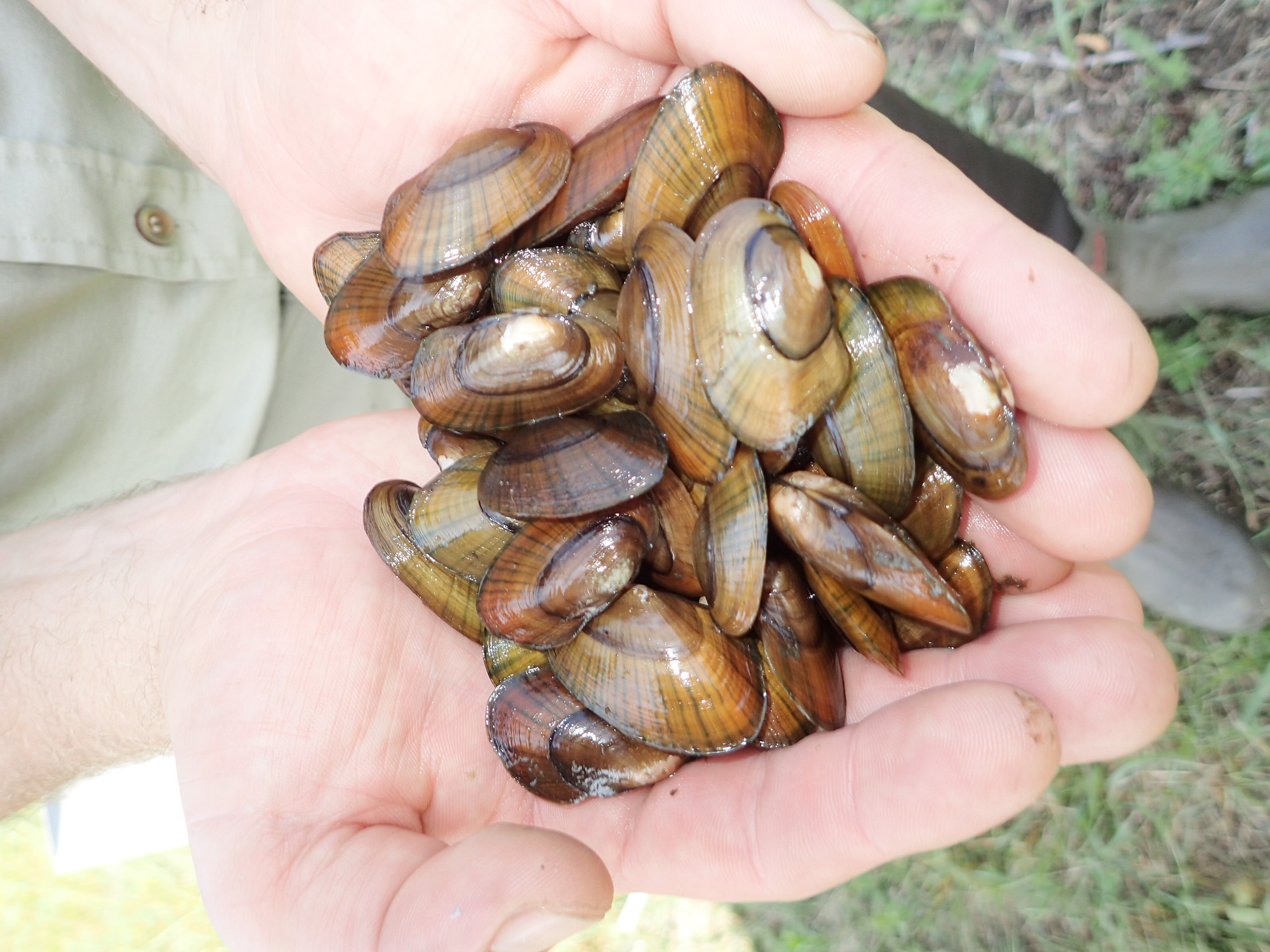 Freshwater mussels raised at North Attleboro National Fish Hatchery ...