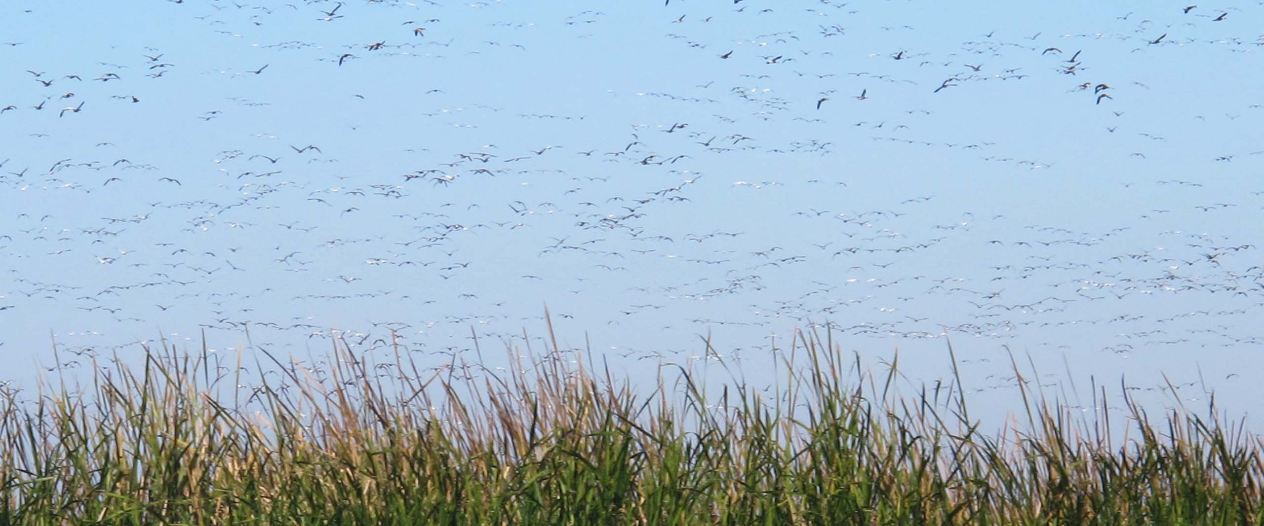 Birds over wetlands | FWS.gov