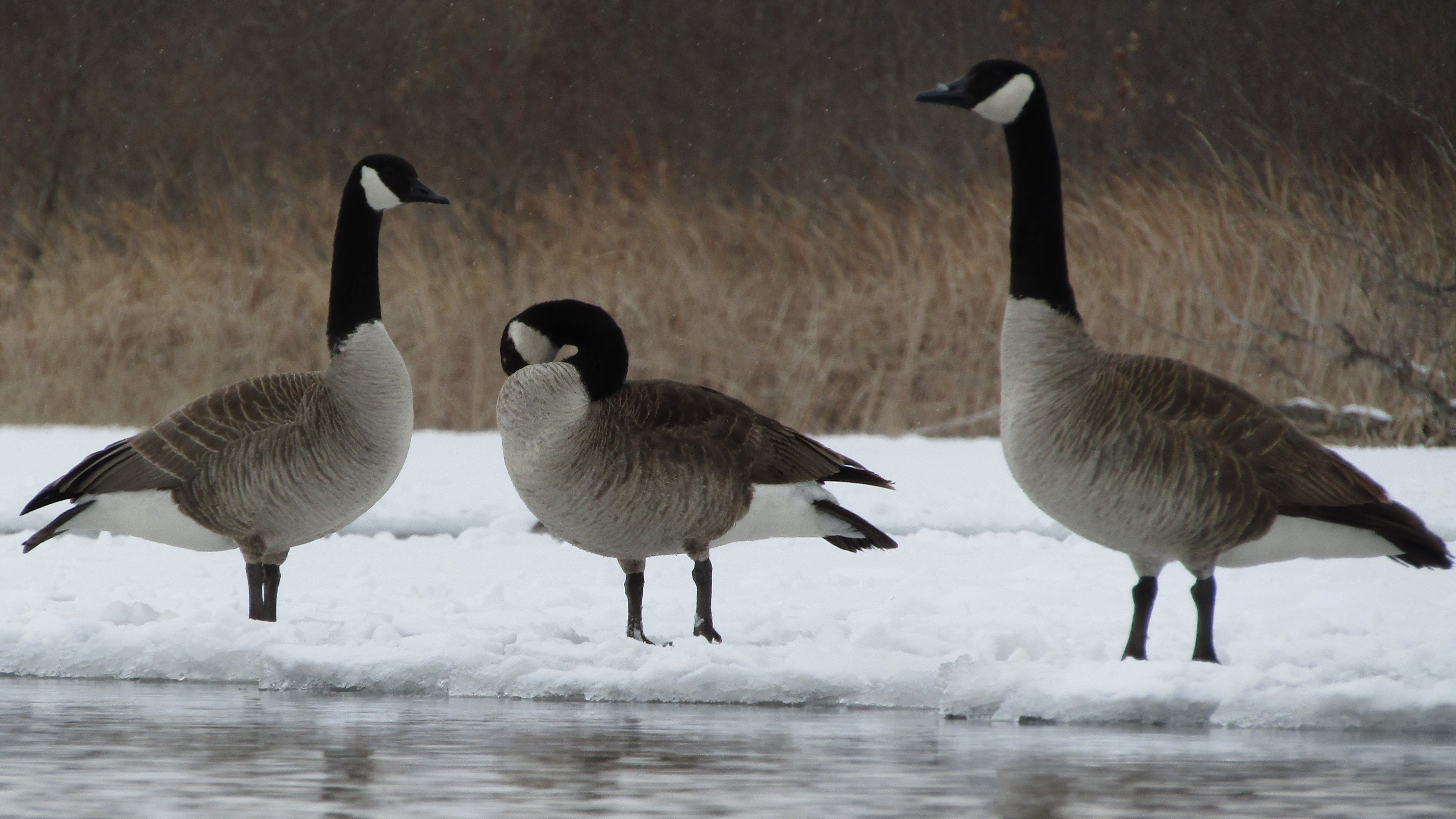 Canada Goose Trio in Winter, Morris Wetland Management District | FWS.gov