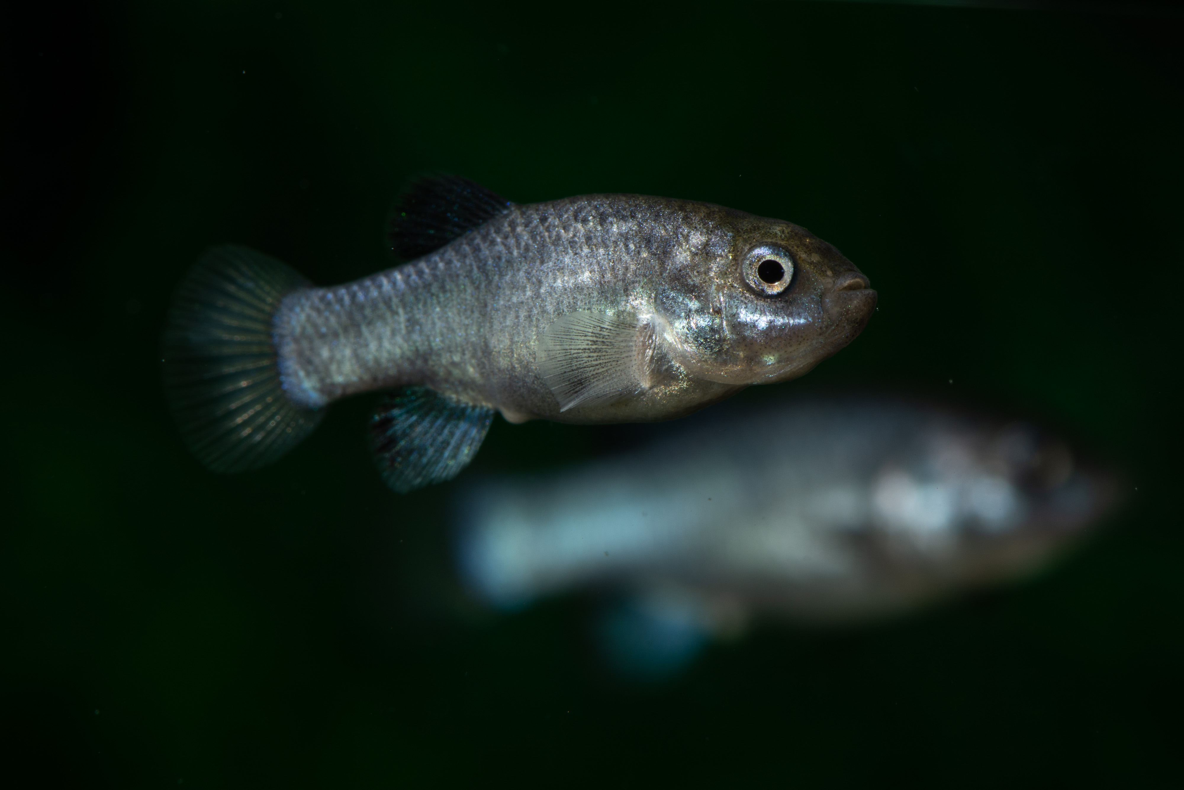 Ash Meadows NWR Devil's Hole Pupfish | FWS.gov