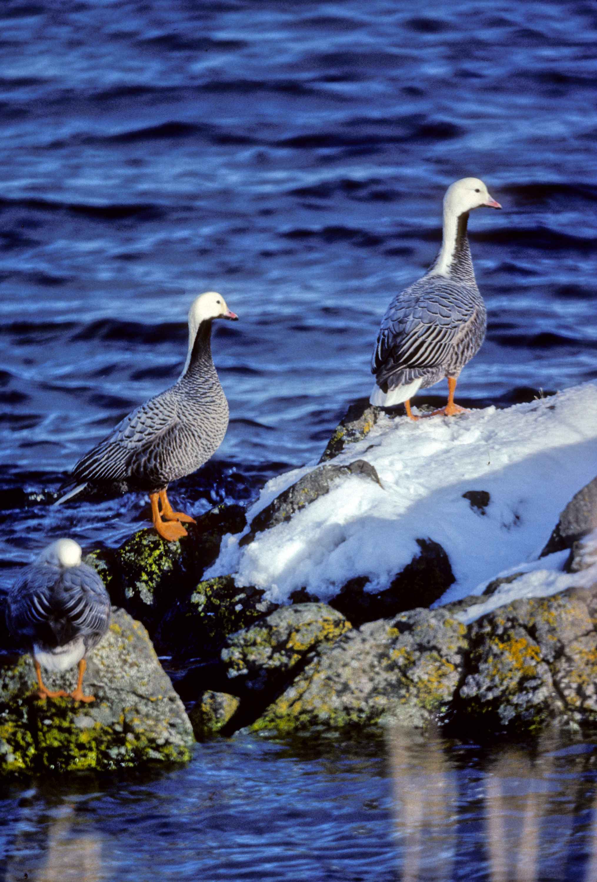 EmperorGeese_Boylan_FWS.jpg | FWS.gov