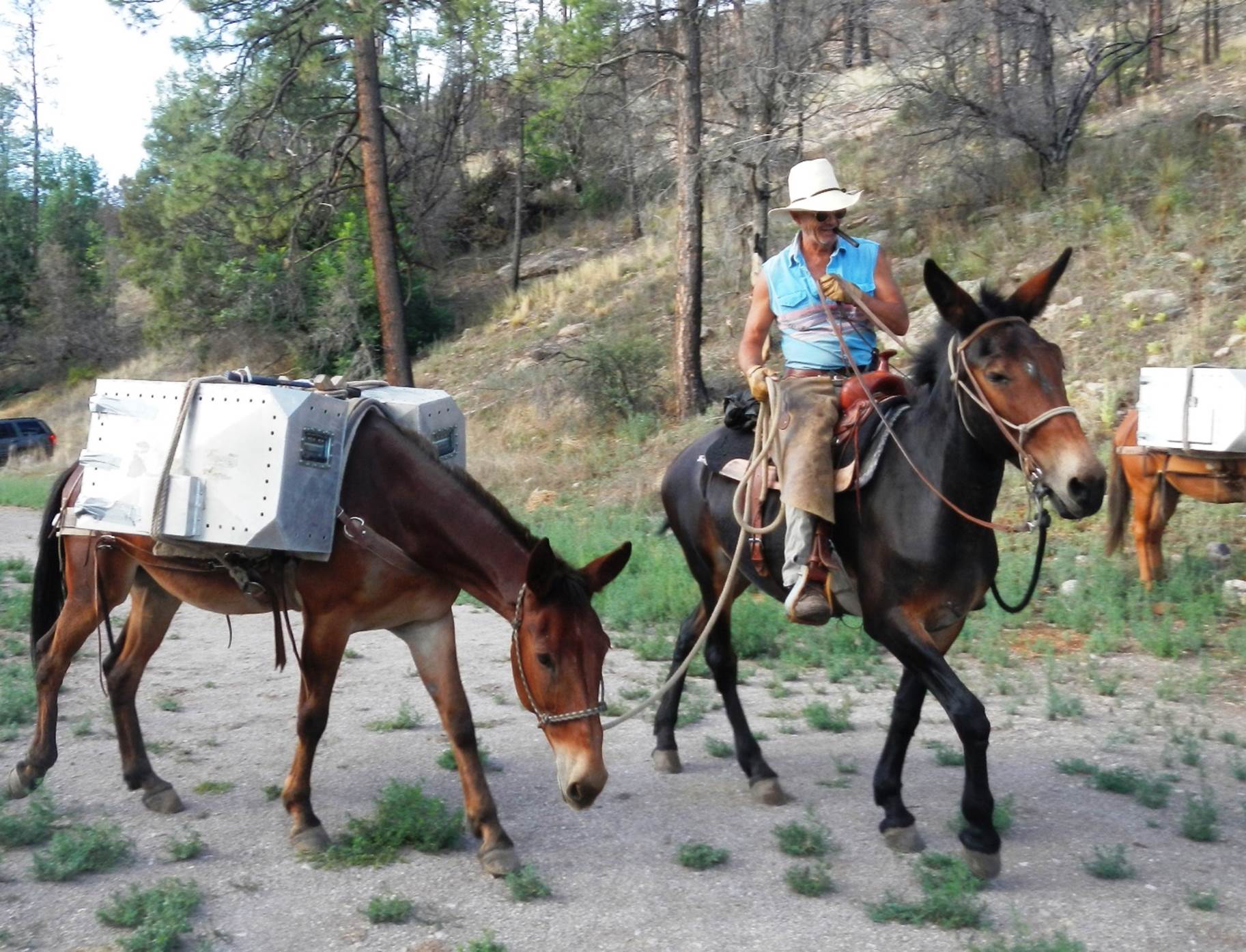 Mexican wolf transport | FWS.gov