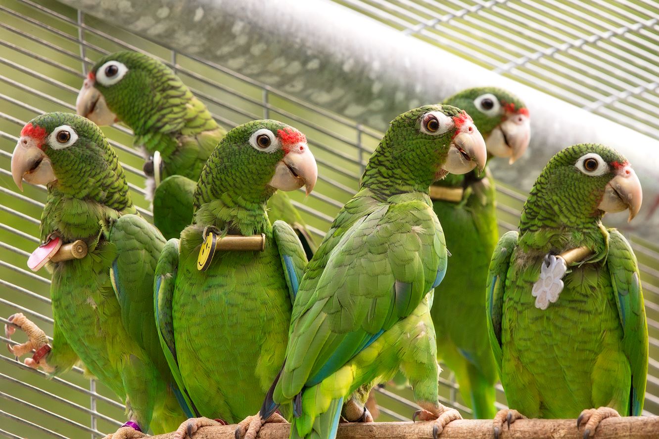 Partners for Fish and Wildlife: Puerto Rican Parrots at the FWS Aviary ...