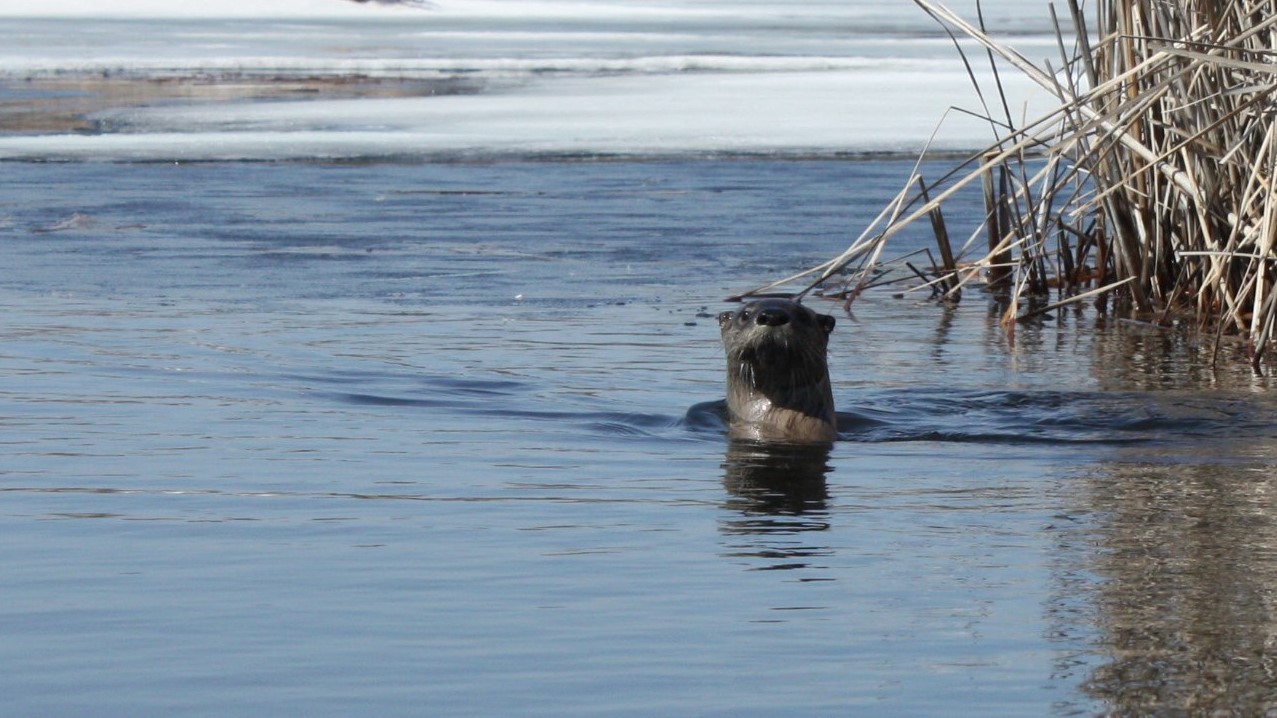 River Otter, Long Lake Waterfowl Production Area | FWS.gov