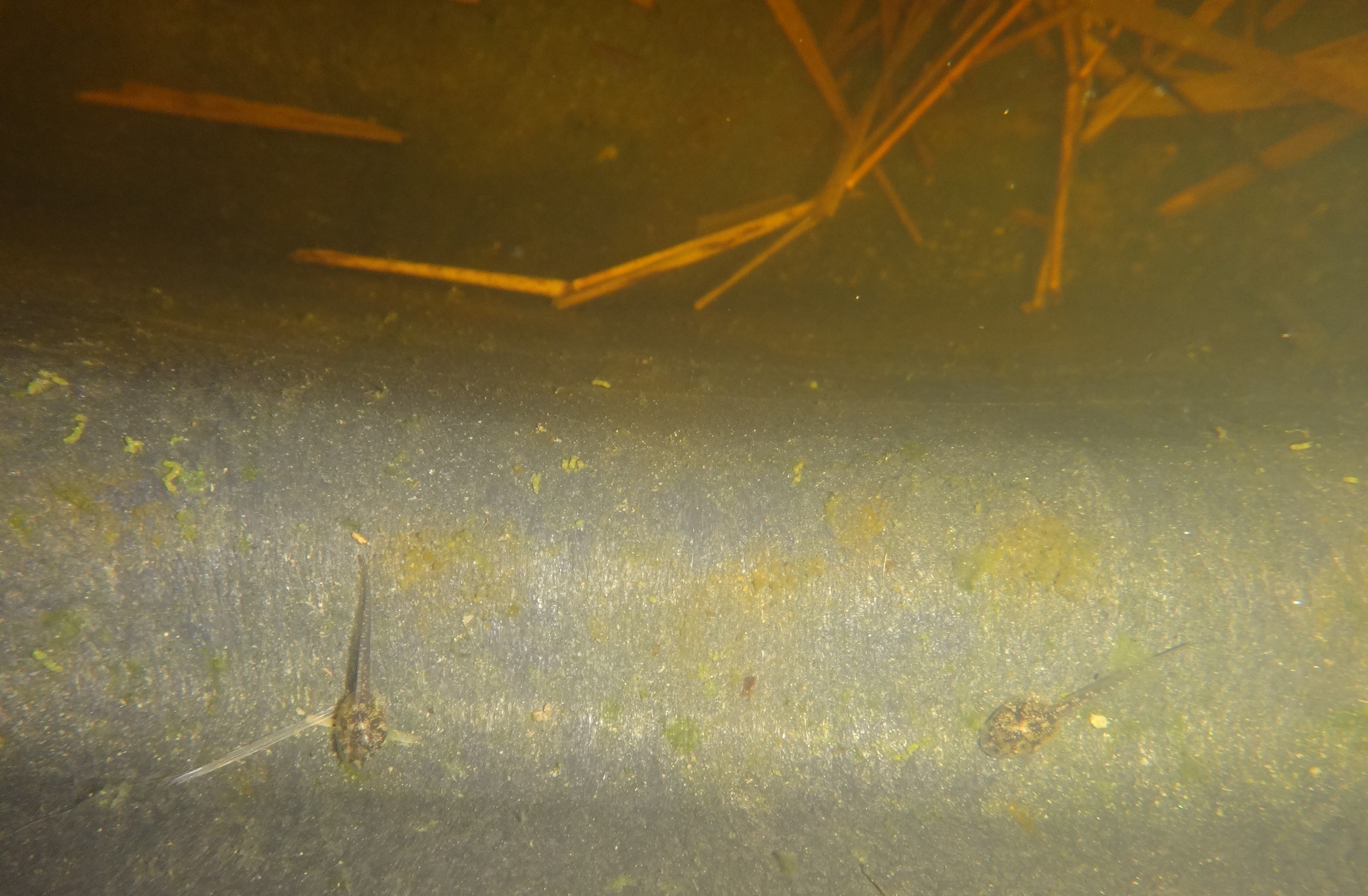 TwoGopherFrogTadpolesEdentonNFHCreditJimmieGarth (2).JPG | FWS.gov