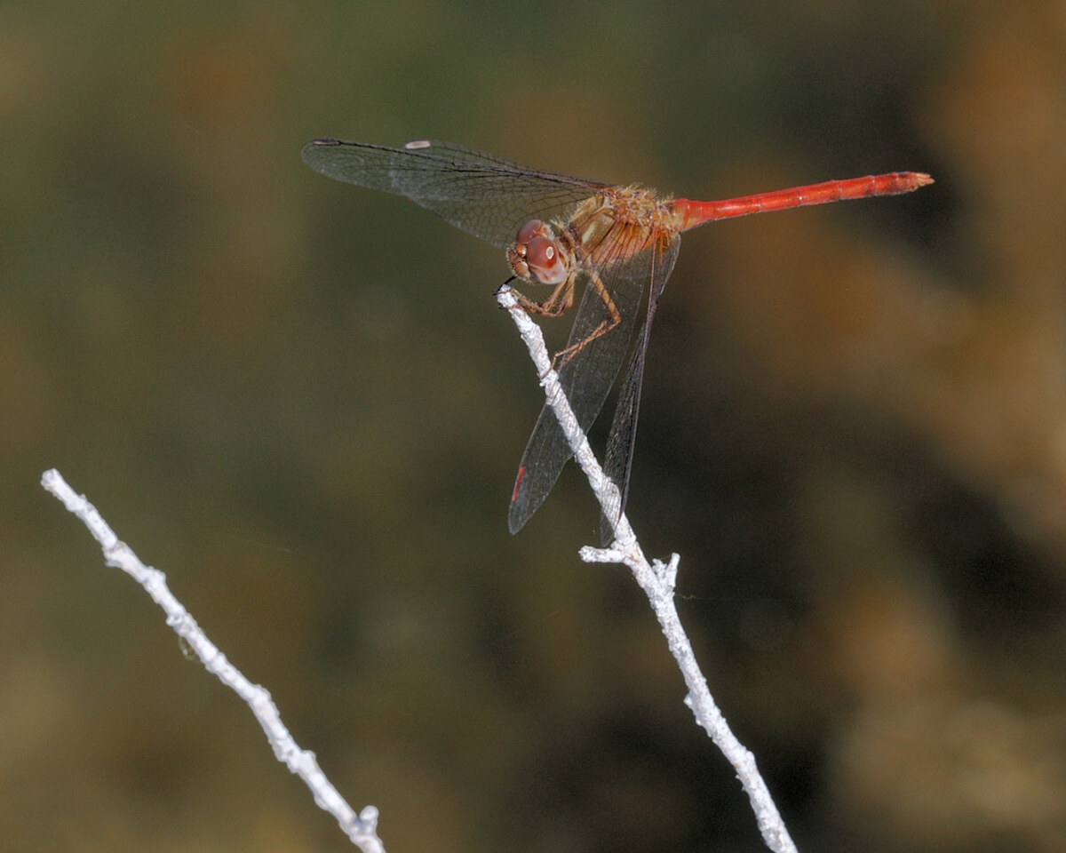 Autumn meadowhawk dragonfly (Sympetrum vicinum) | FWS.gov