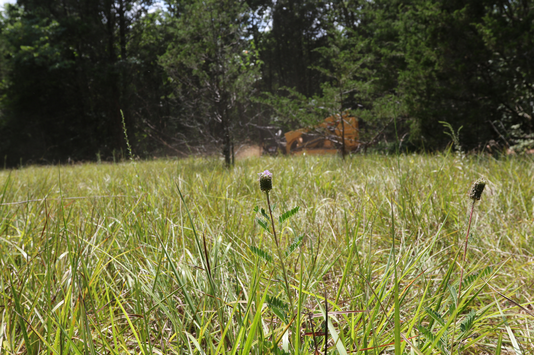 leafy-prairie-clover--in-limestone-glade.jpg | FWS.gov