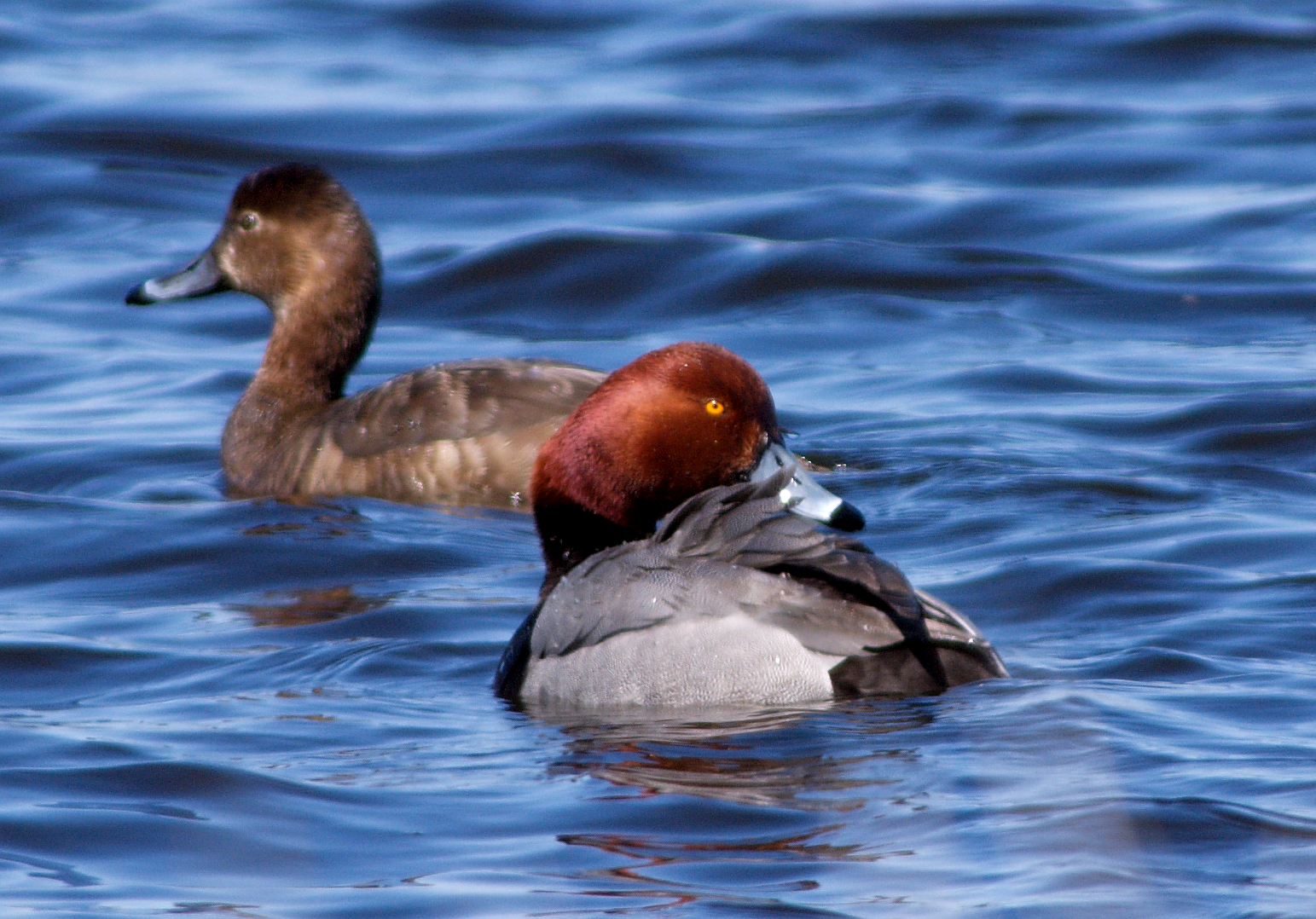Redhead ducks | FWS.gov