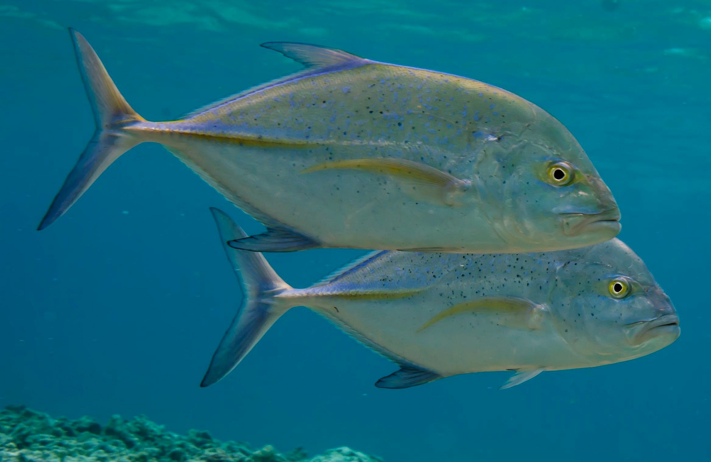 Bluefin trevally within Papahānaumokuākea Marine National Monument ...