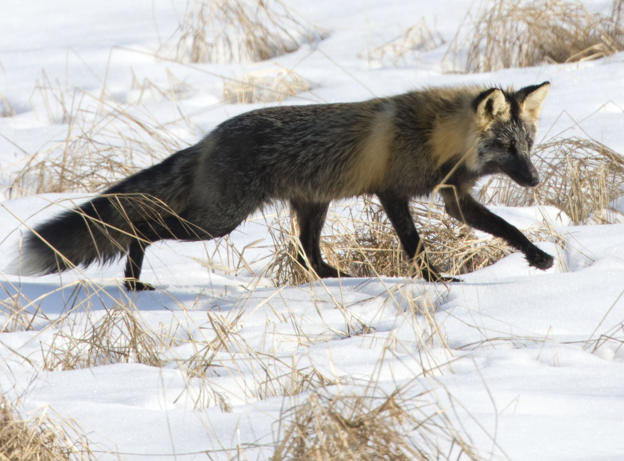 Cross_Fox2_WN.jpg | FWS.gov